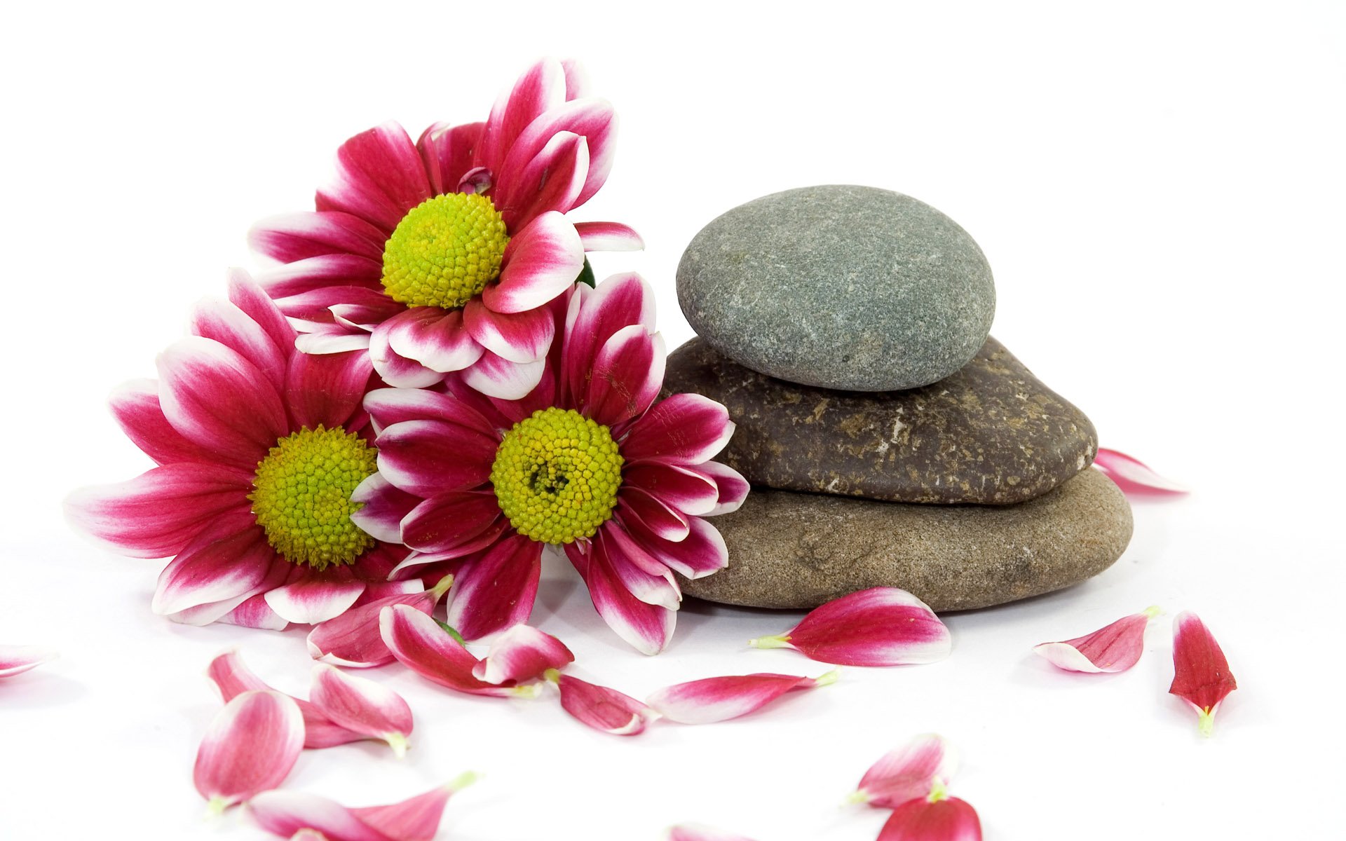 flowers, Stones, Pebbles Wallpapers HD / Desktop and Mobile Backgrounds