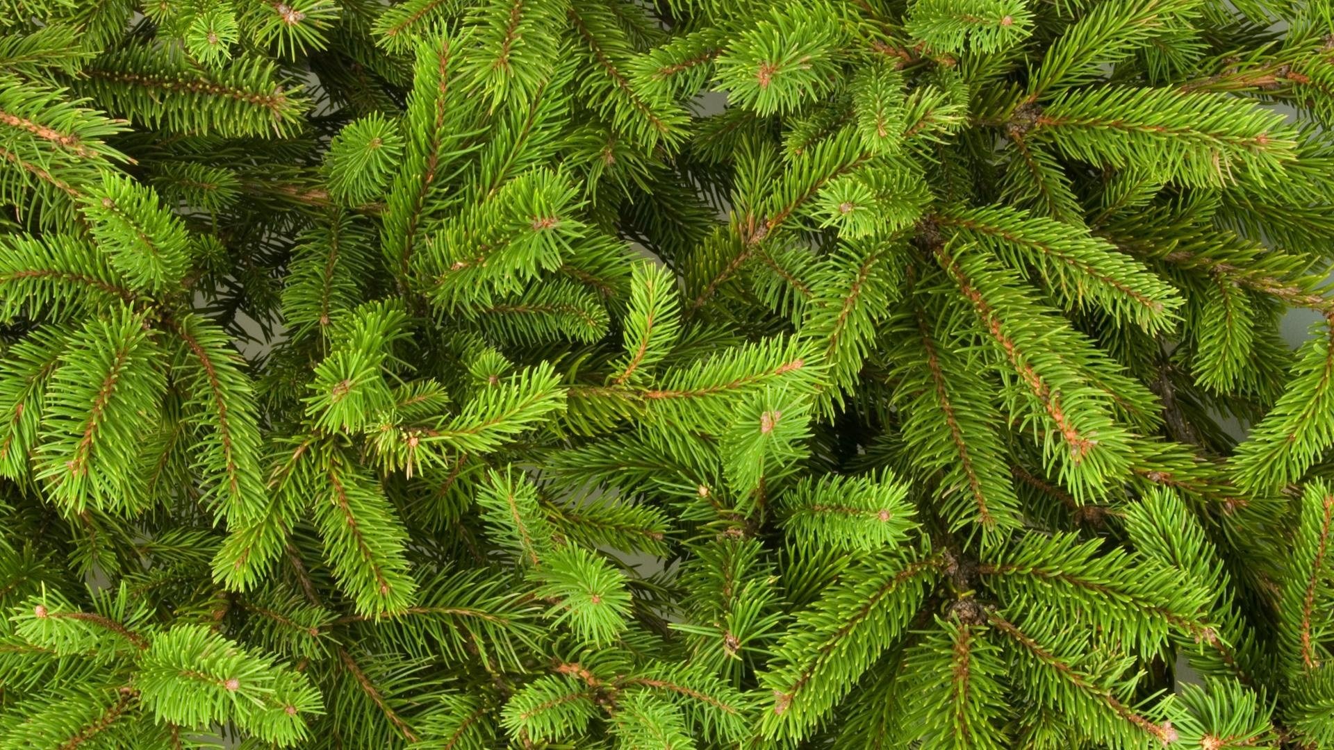 firs, Needles, Christmas Wallpapers HD / Desktop and Mobile Backgrounds