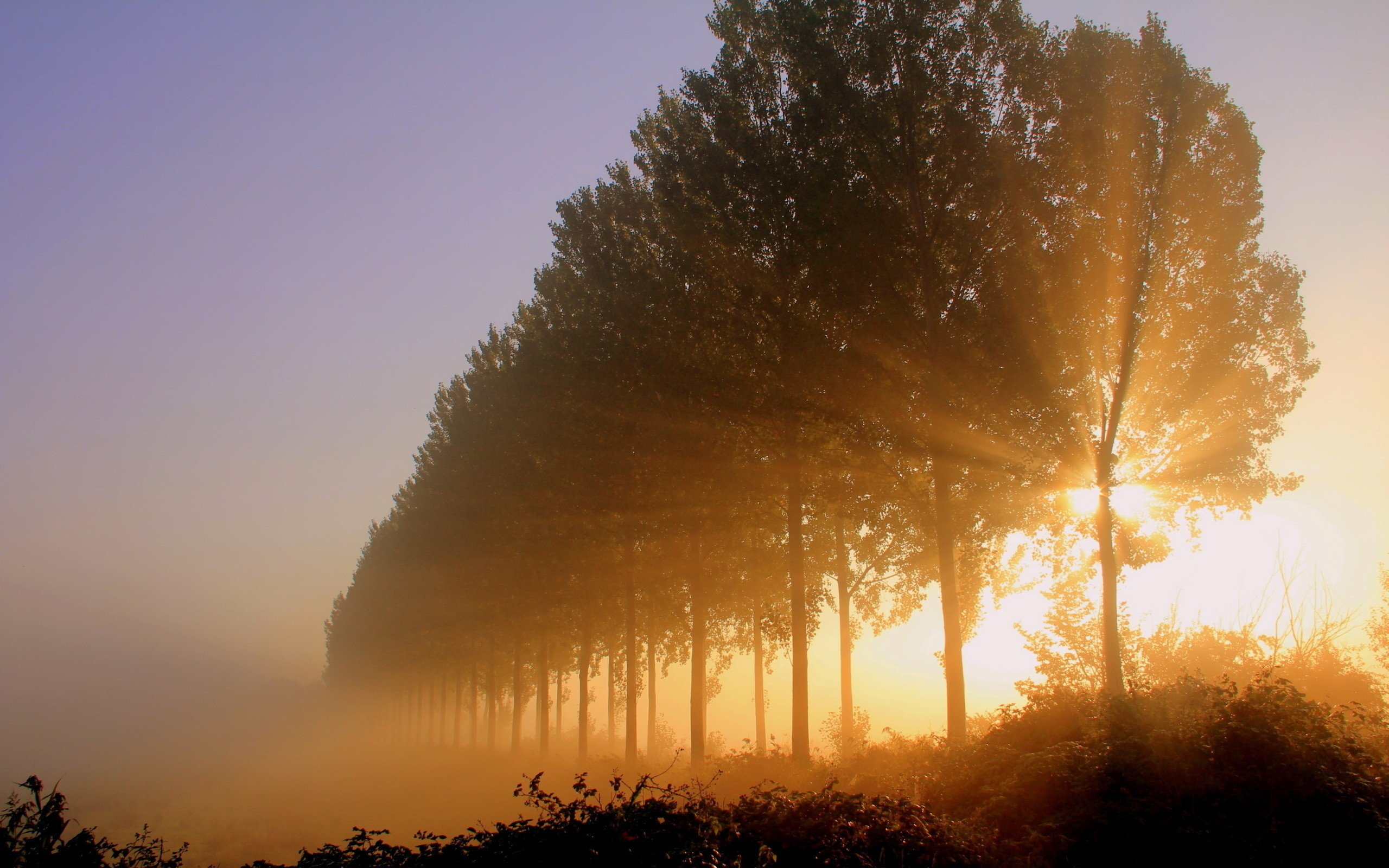 trees, Sun, Fog, Morning Wallpapers HD / Desktop and Mobile Backgrounds