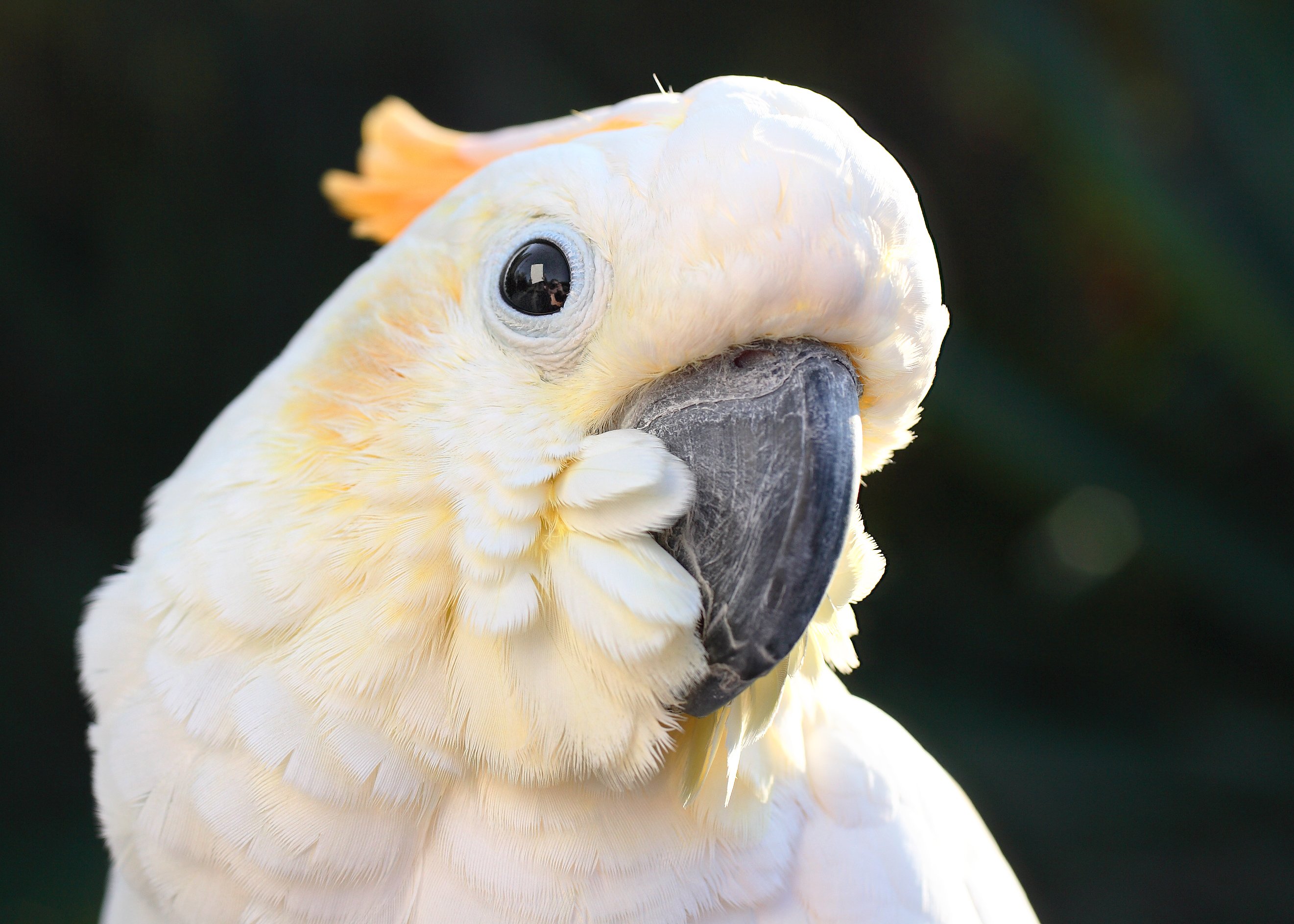 cockatoo, Parrot, Bird, Tropical, 9 Wallpapers HD / Desktop and Mobile ...