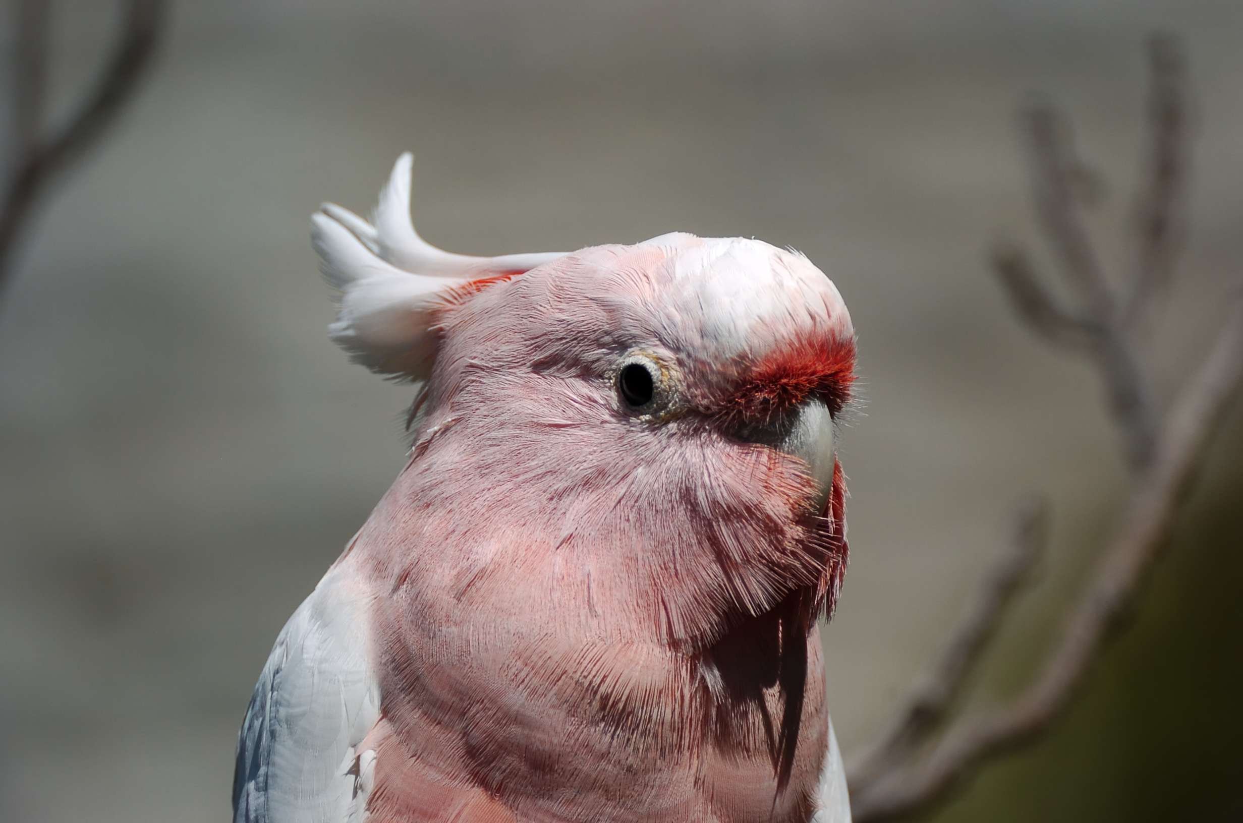 cockatoo, Parrot, Bird, Tropical, 54 Wallpapers HD / Desktop and Mobile ...