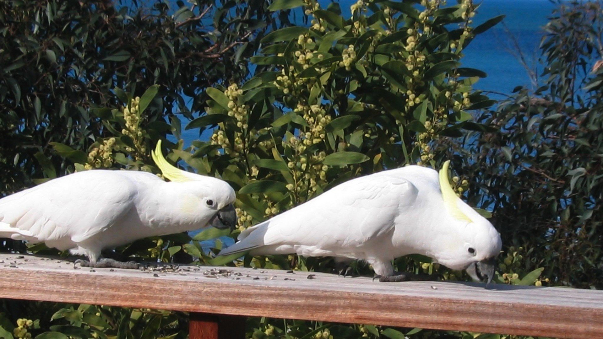 cockatoo, Parrot, Bird, Tropical, 71 Wallpapers HD / Desktop and Mobile ...