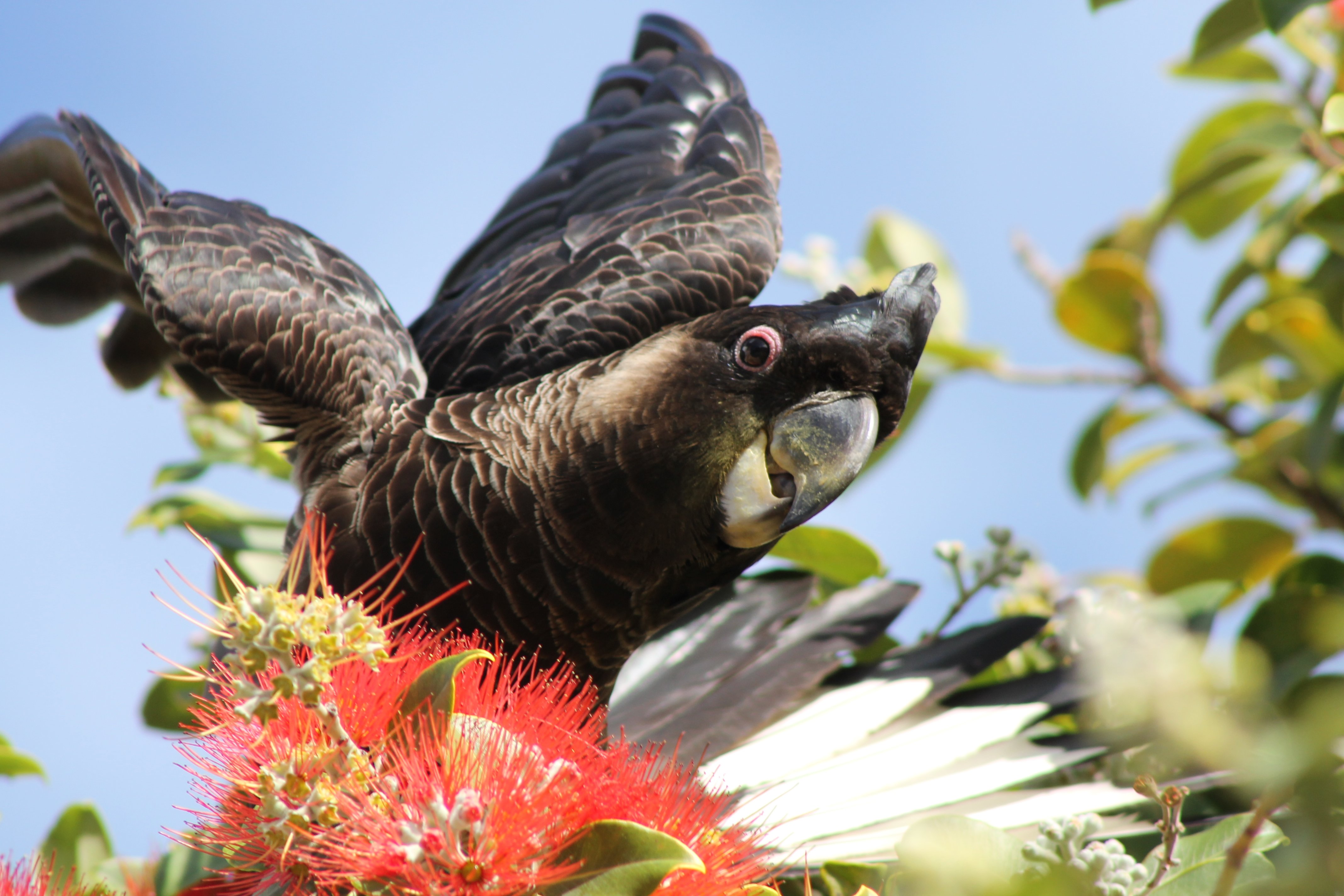 cockatoo, Parrot, Bird, Tropical, 76 Wallpapers HD / Desktop and Mobile ...