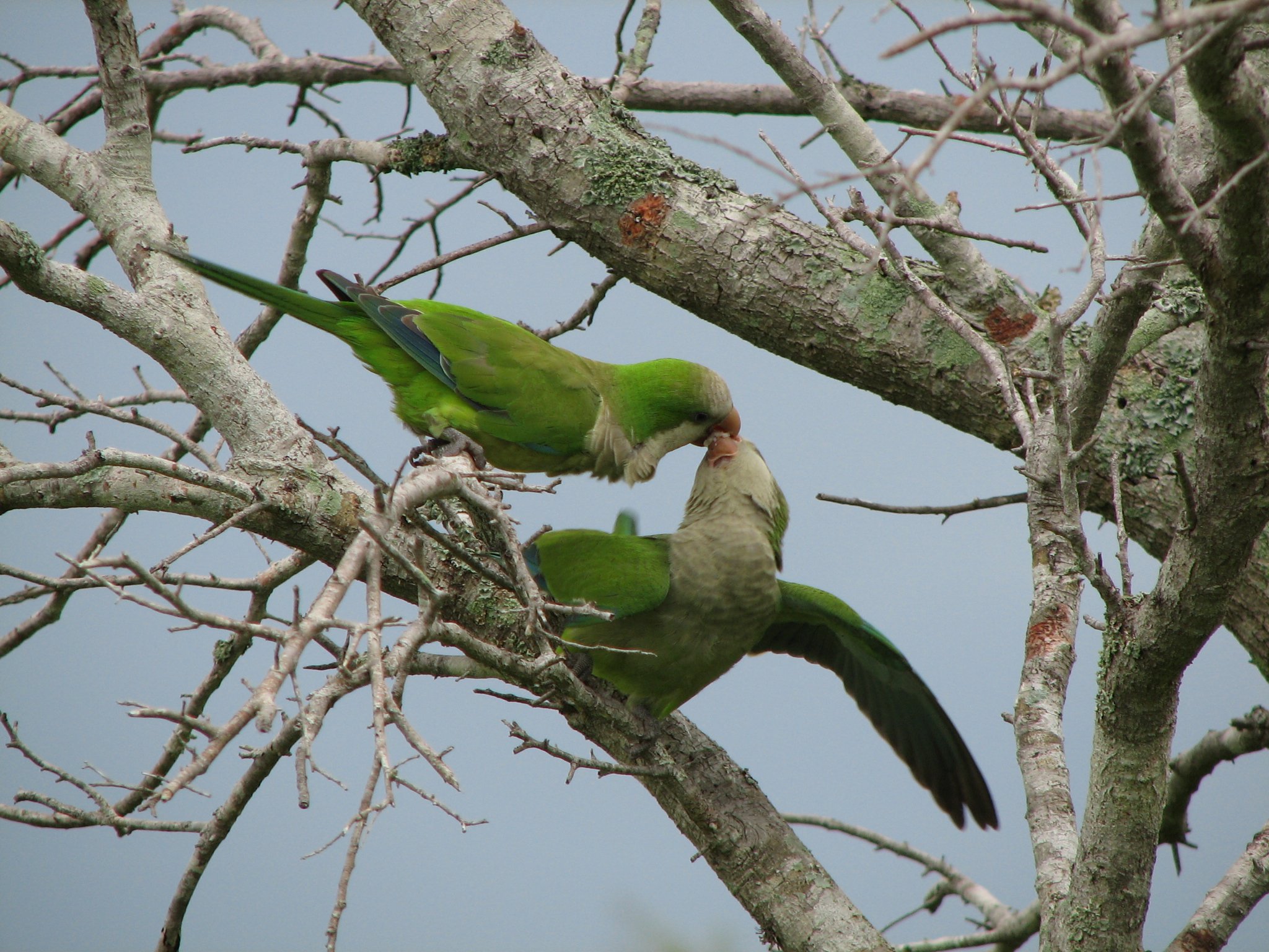 parakeet, Budgie, Parrot, Bird, Tropical, 42 , Jpg Wallpapers HD ...