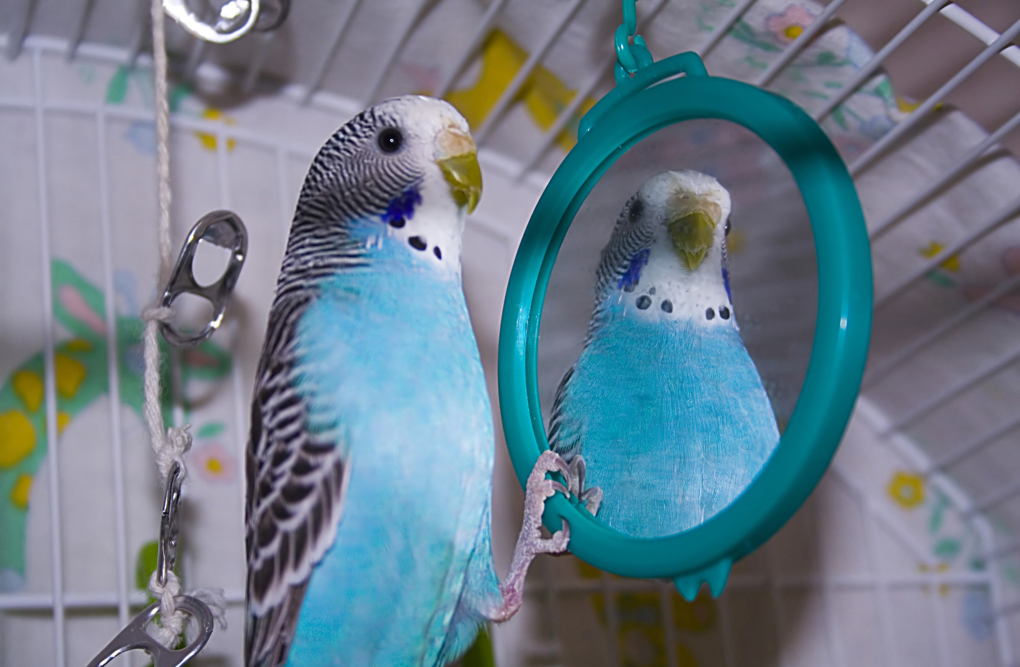 parakeet, Budgie, Parrot, Bird, Tropical, 17 Wallpapers HD / Desktop ...