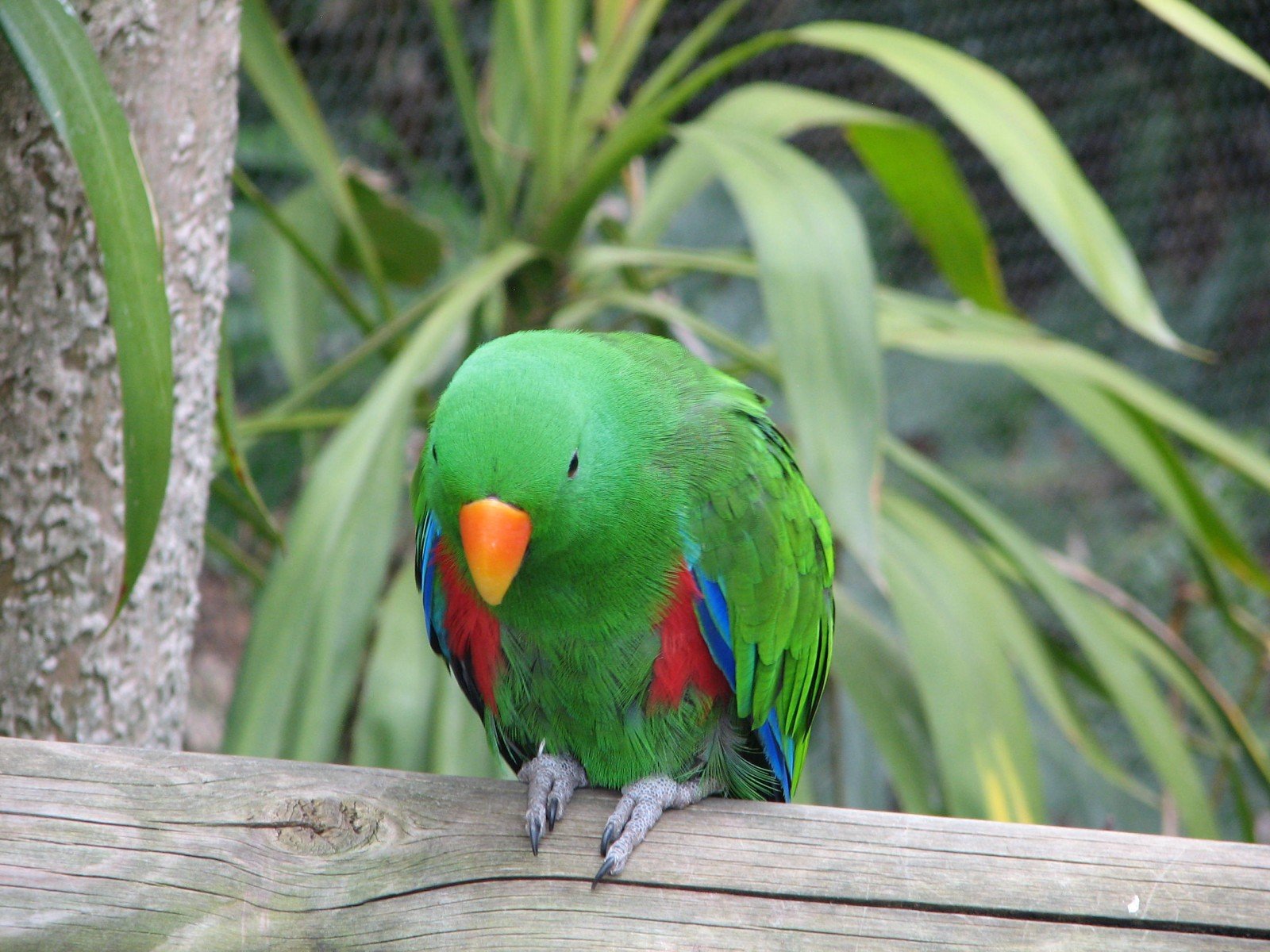 Eclectus Species