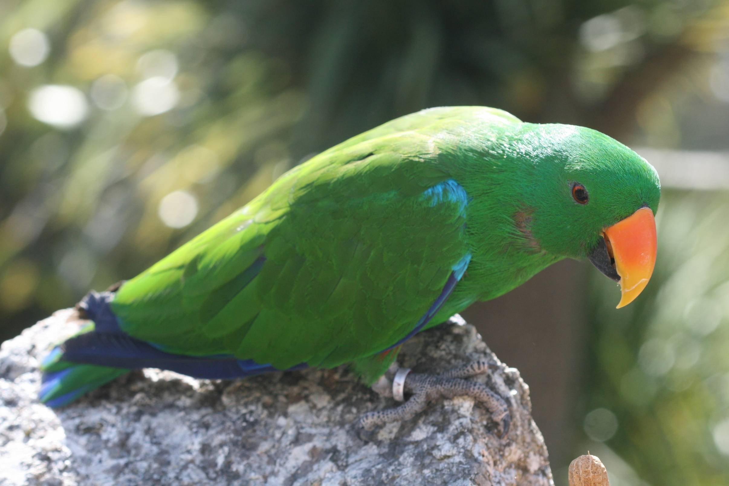 eclectus, Parrot, Bird, Tropical, 22 Wallpapers HD / Desktop and Mobile ...