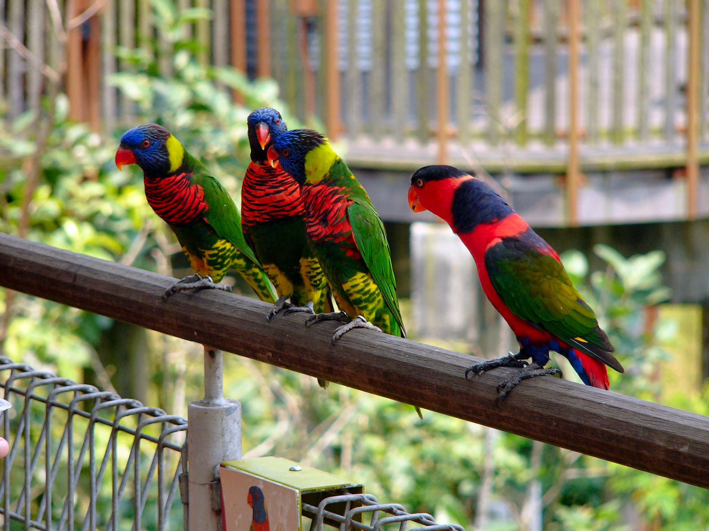 lory, Parrot, Bird, Tropical, 10 Wallpapers HD / Desktop and Mobile ...
