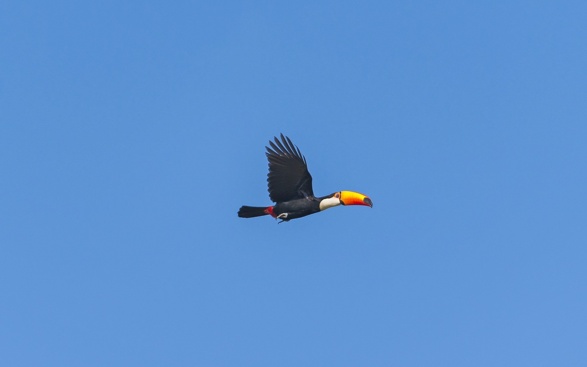 toucan, Parrot, Bird, Tropical, 65 Wallpapers HD / Desktop and Mobile ...