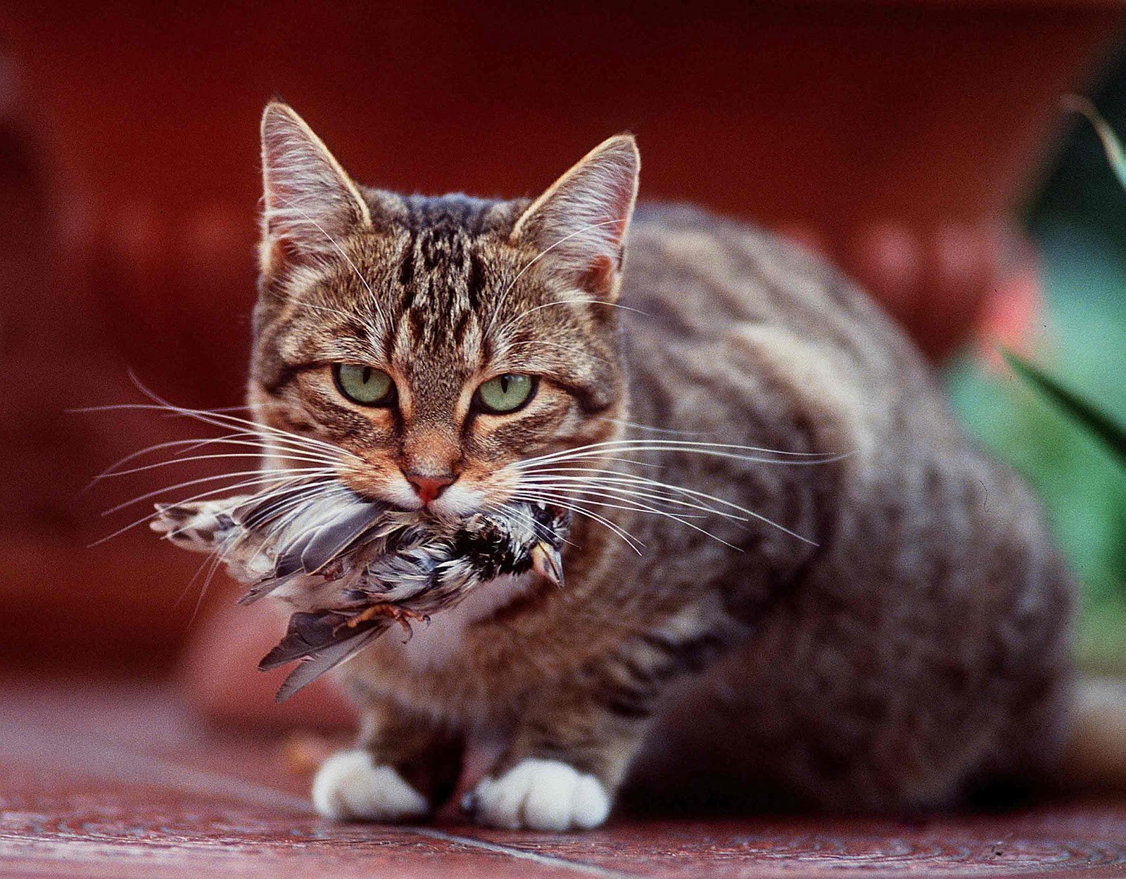 cat, Cats Wallpapers HD / Desktop and Mobile Backgrounds