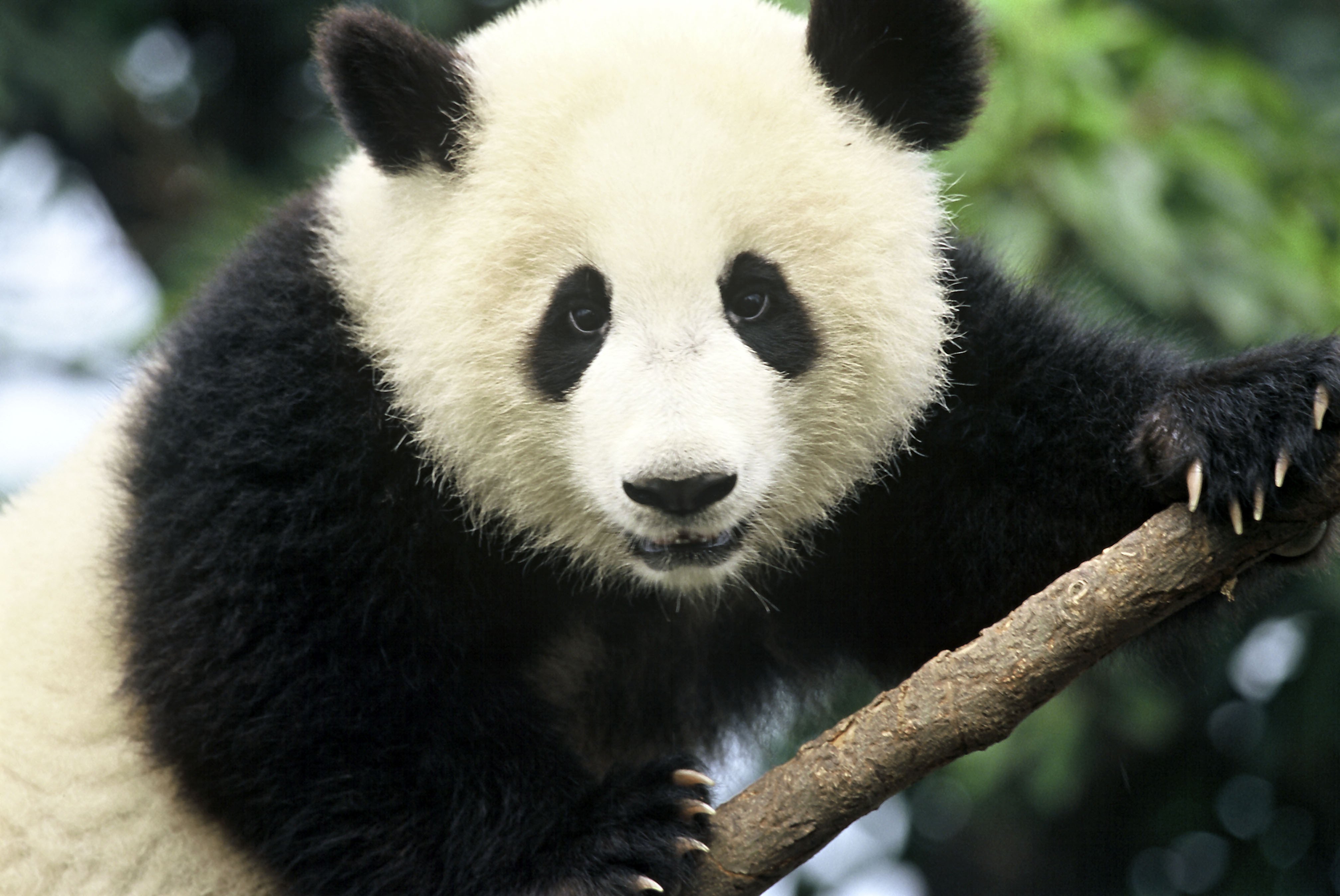 Panda Pandas Baer Bears Baby Cute 1 Wallpapers HD Desktop And