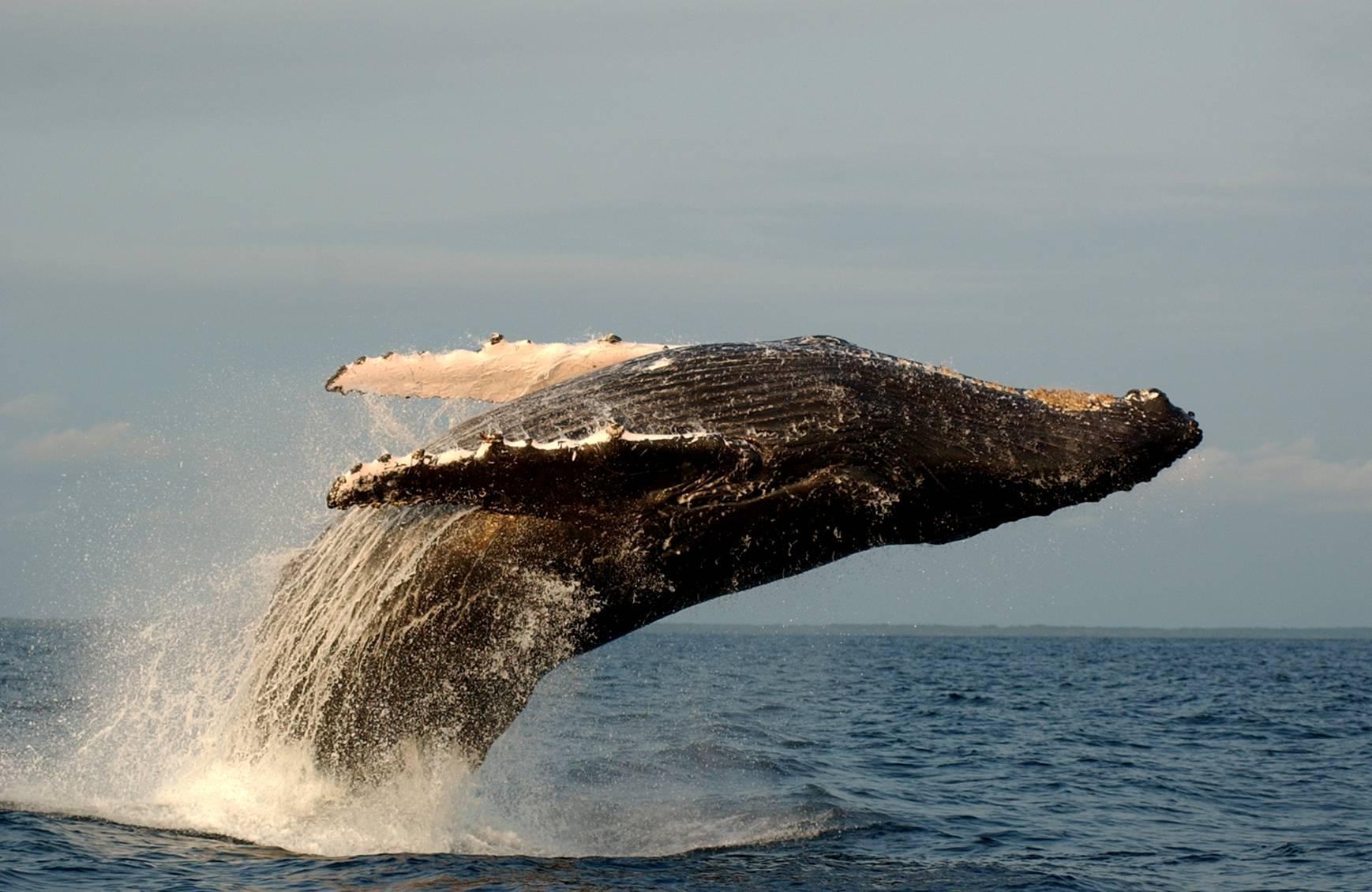 whale Wallpapers HD / Desktop and Mobile Backgrounds