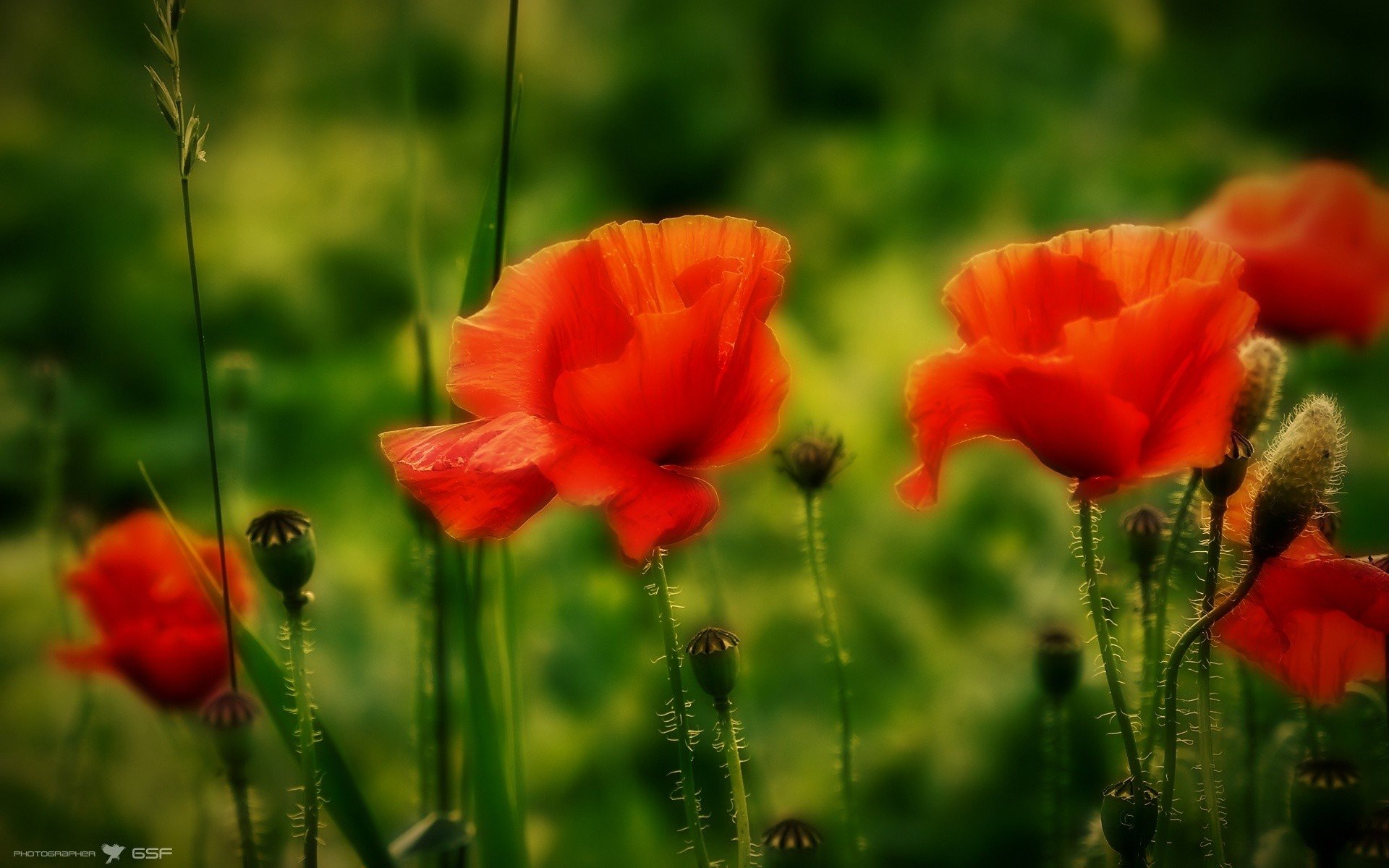 red, Poppies Wallpapers HD / Desktop and Mobile Backgrounds