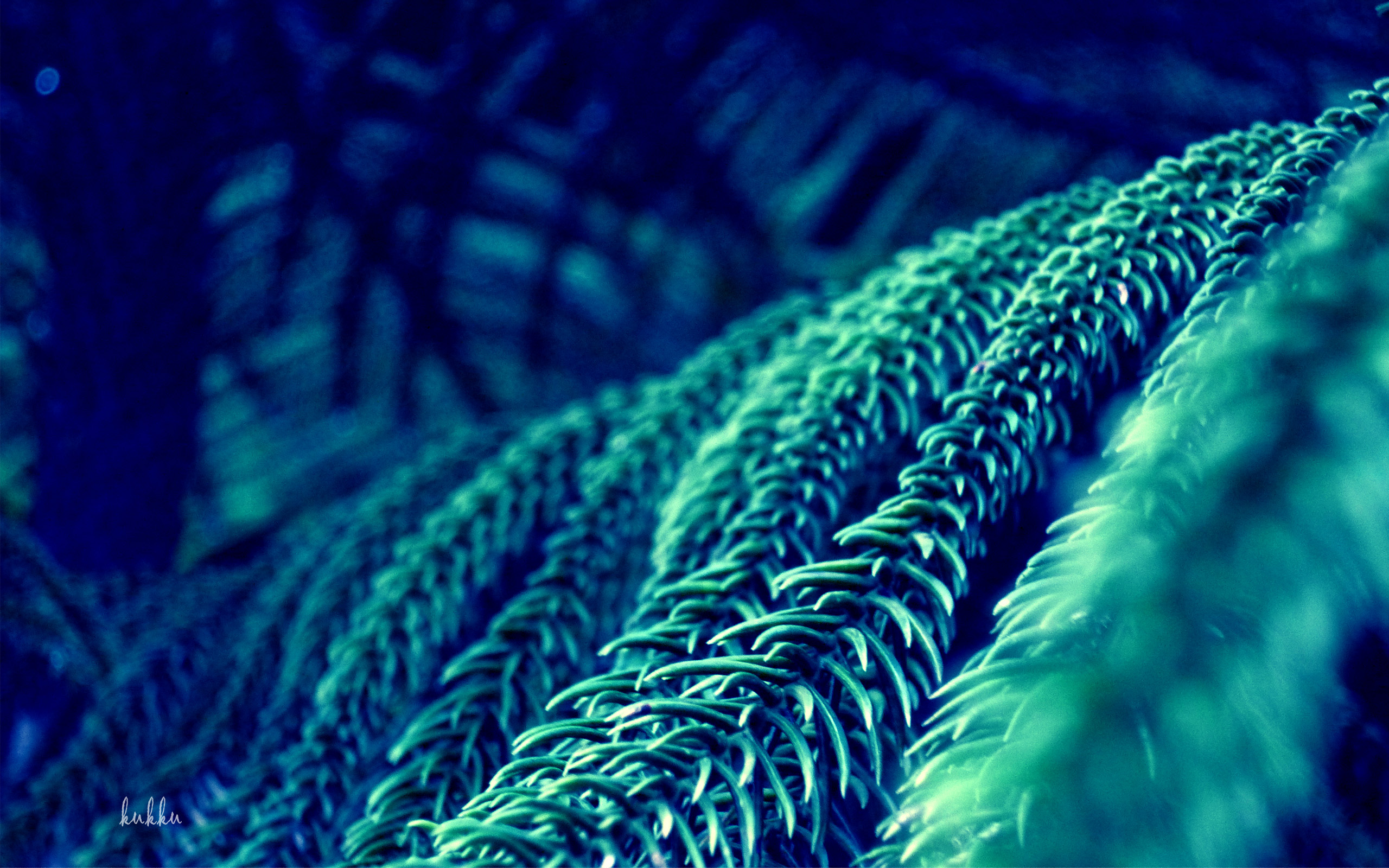 thorny, Green Wallpapers HD / Desktop and Mobile Backgrounds