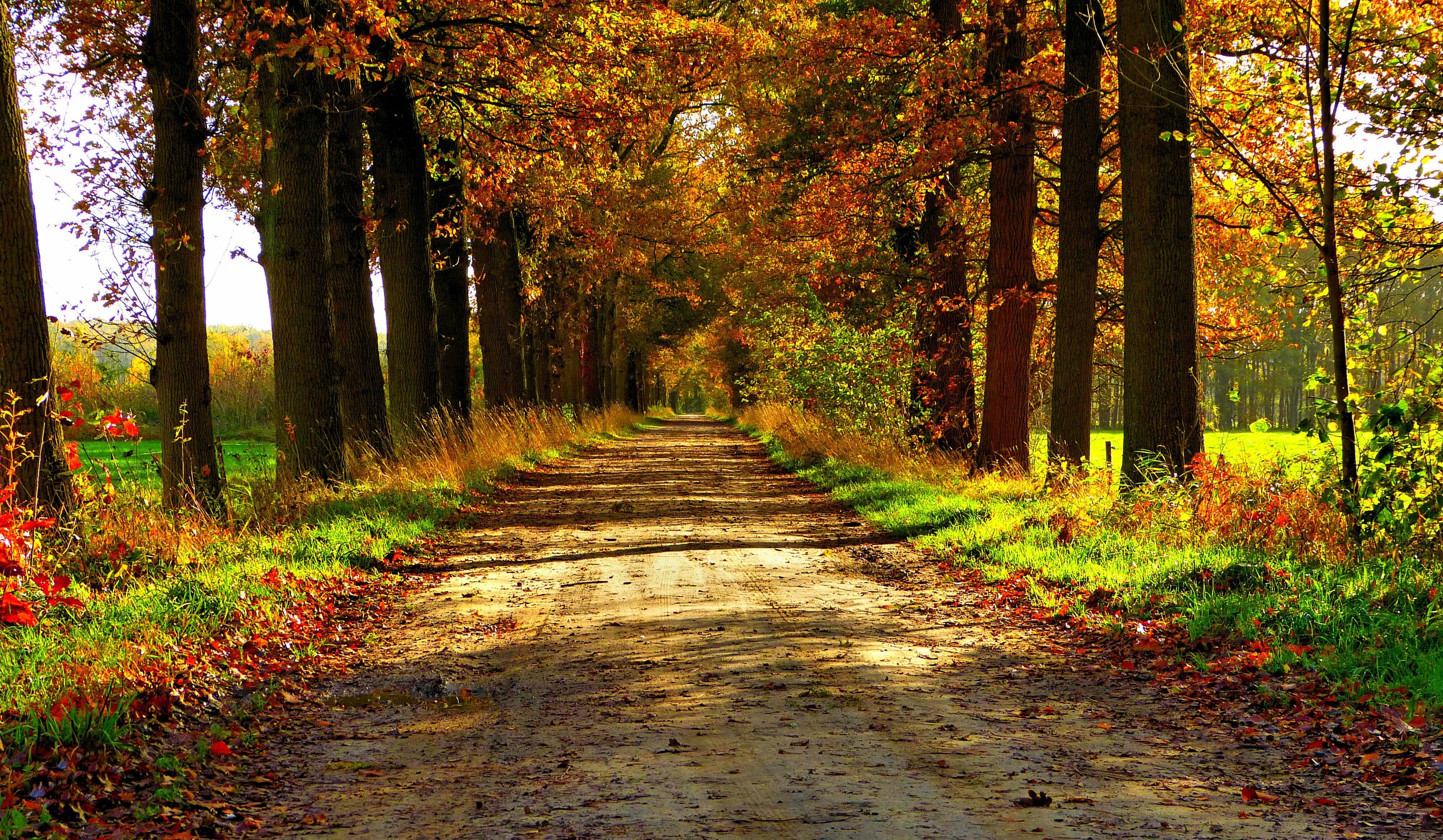 autumn, Nature, Forest, Path, Park, Colorful, Leaves, Trees, Road ...