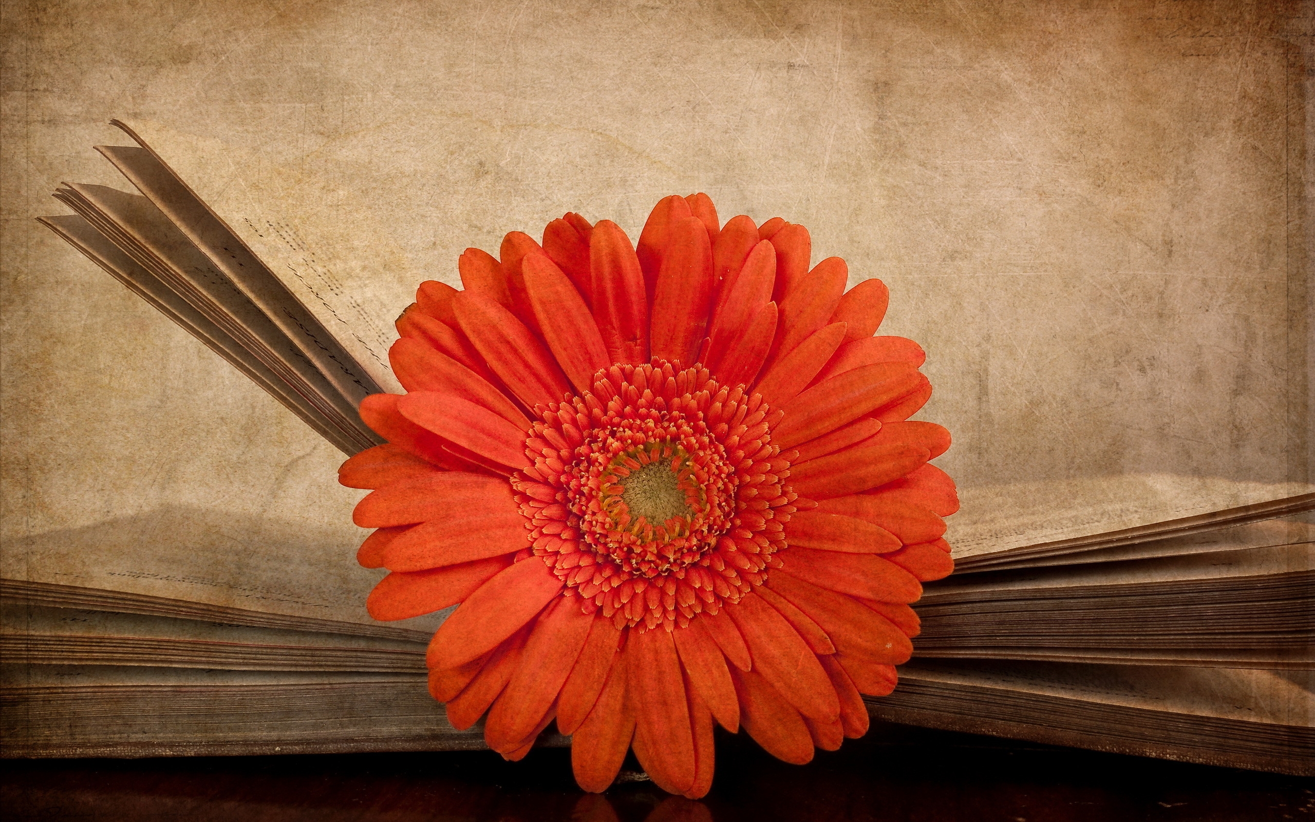 vintage, Red, Gerbera Wallpapers HD / Desktop and Mobile Backgrounds