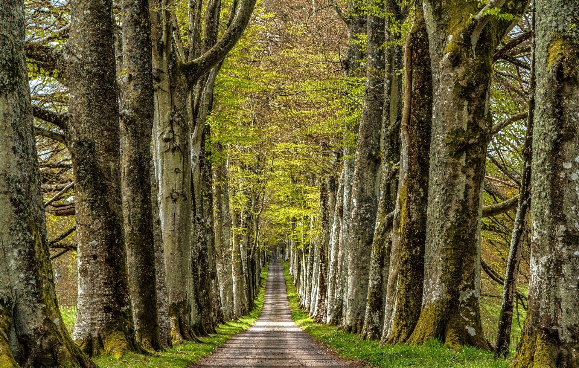 road, Trees, Alley Wallpapers HD / Desktop and Mobile Backgrounds
