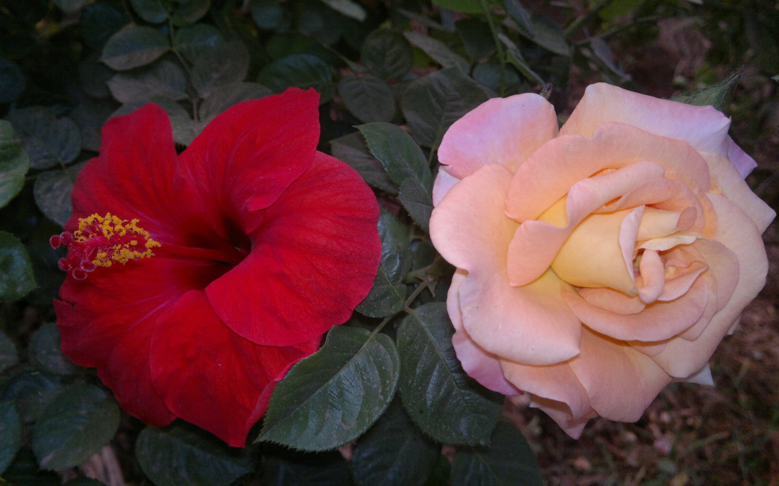 flowers, Rose, Red, Pink, Together Wallpapers HD / Desktop and Mobile ...