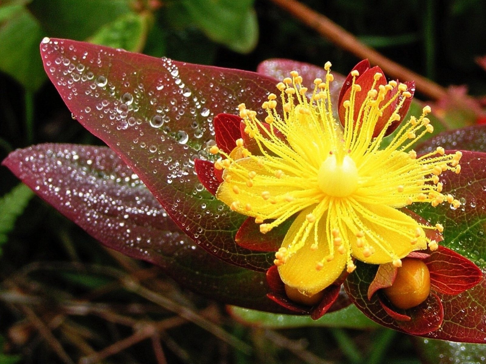 flowers, Nature, Plant, Beautiful, Green, Flower Wallpapers HD ...