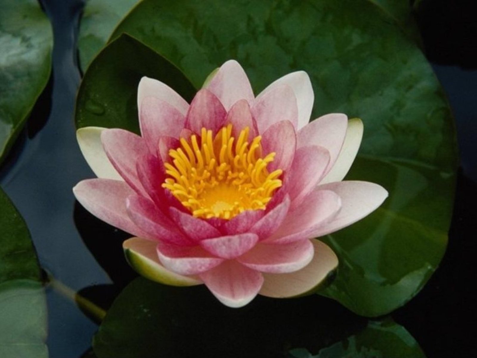 flowers, Nature, Plant, Beautiful, Plant, Green, Red, Yellow, Pink ...