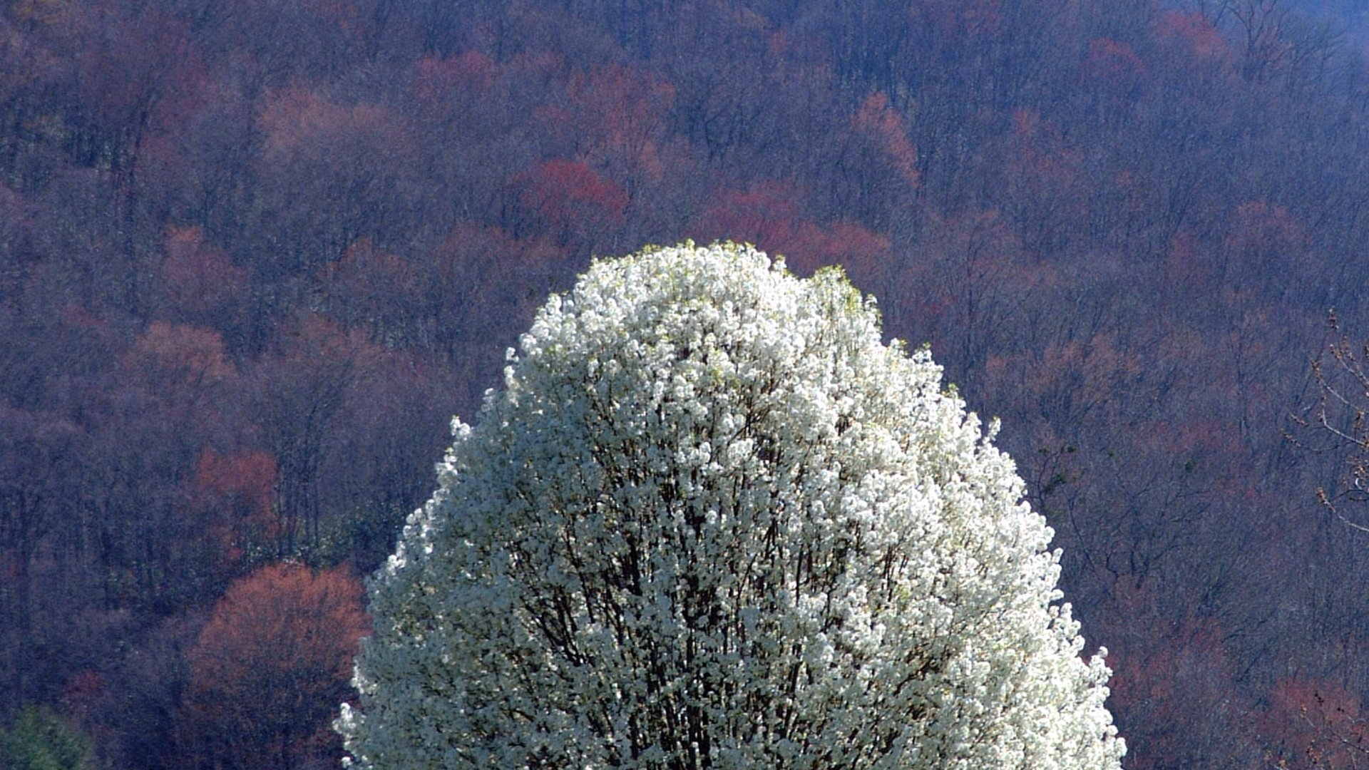trees, Nature, Plant, Green, Forrest, Wood, Woods, Tree, Wild, Leaves ...