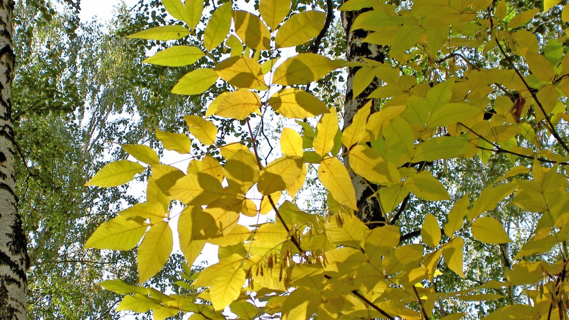 trees, Nature, Plant, Tree, Woods, Green, Yellow, Colors, Forest, Wood ...