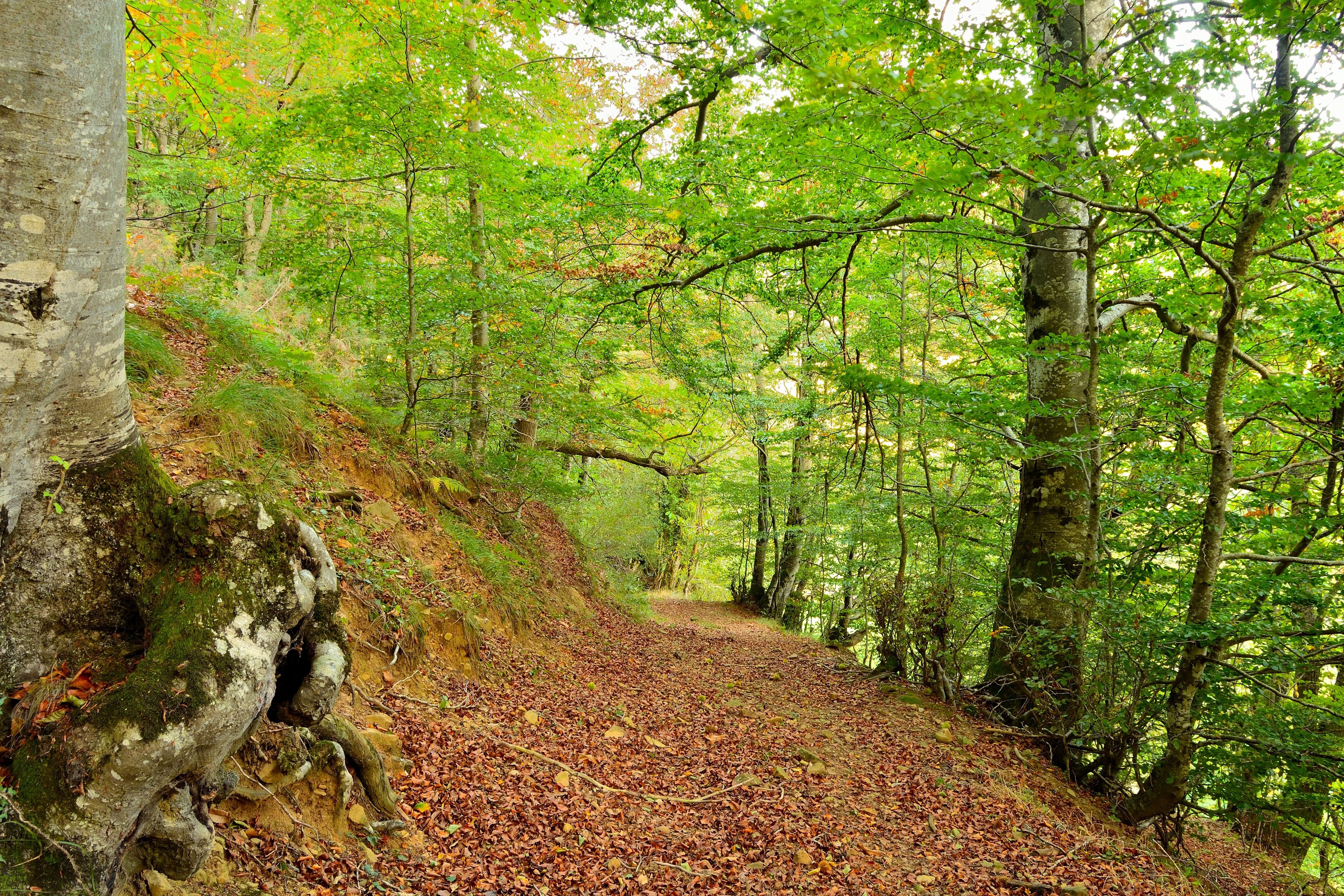 forest, Trees, Nature Wallpapers HD / Desktop and Mobile Backgrounds