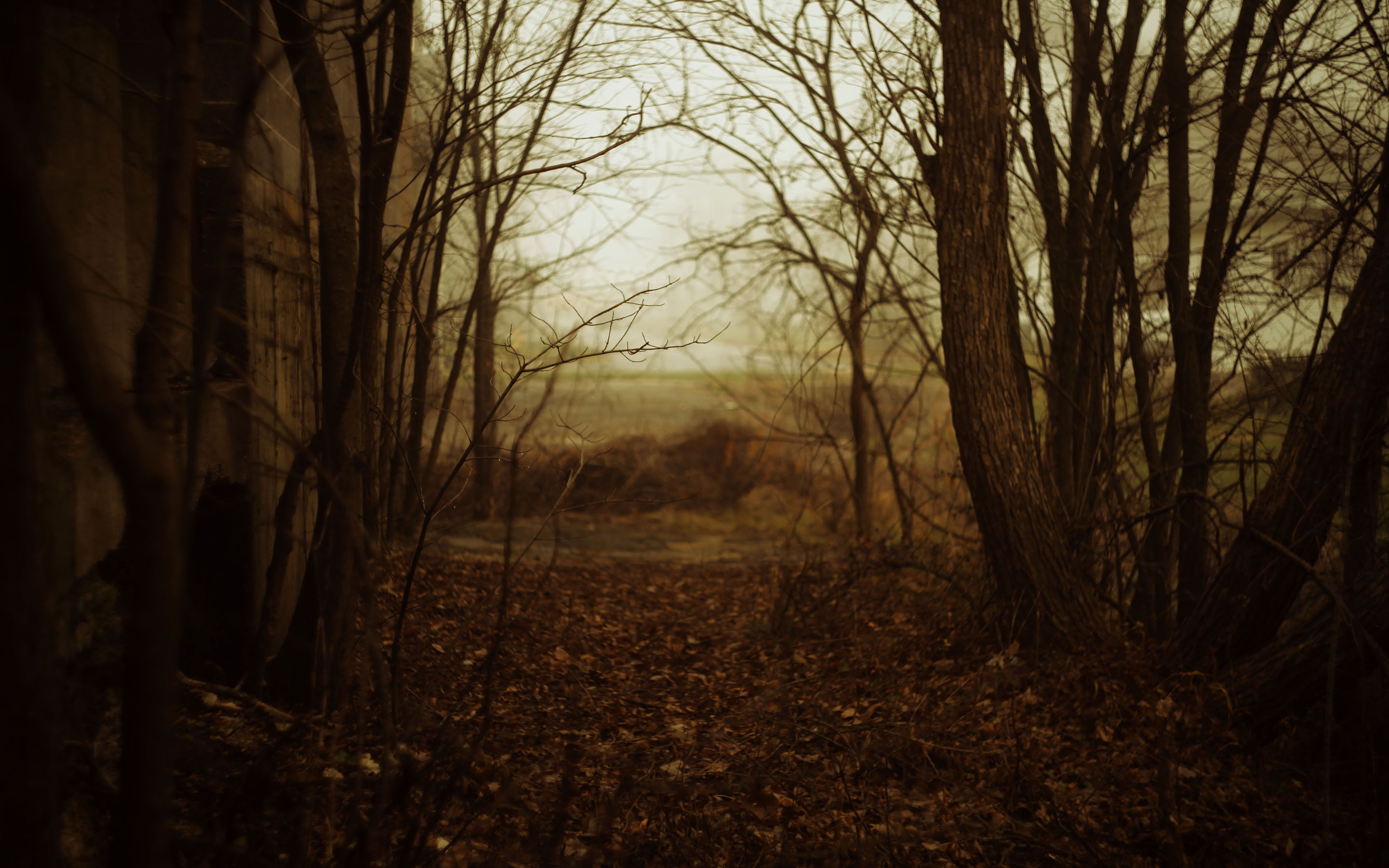 trees, Branches, Path, Trail Wallpapers HD / Desktop and Mobile Backgrounds