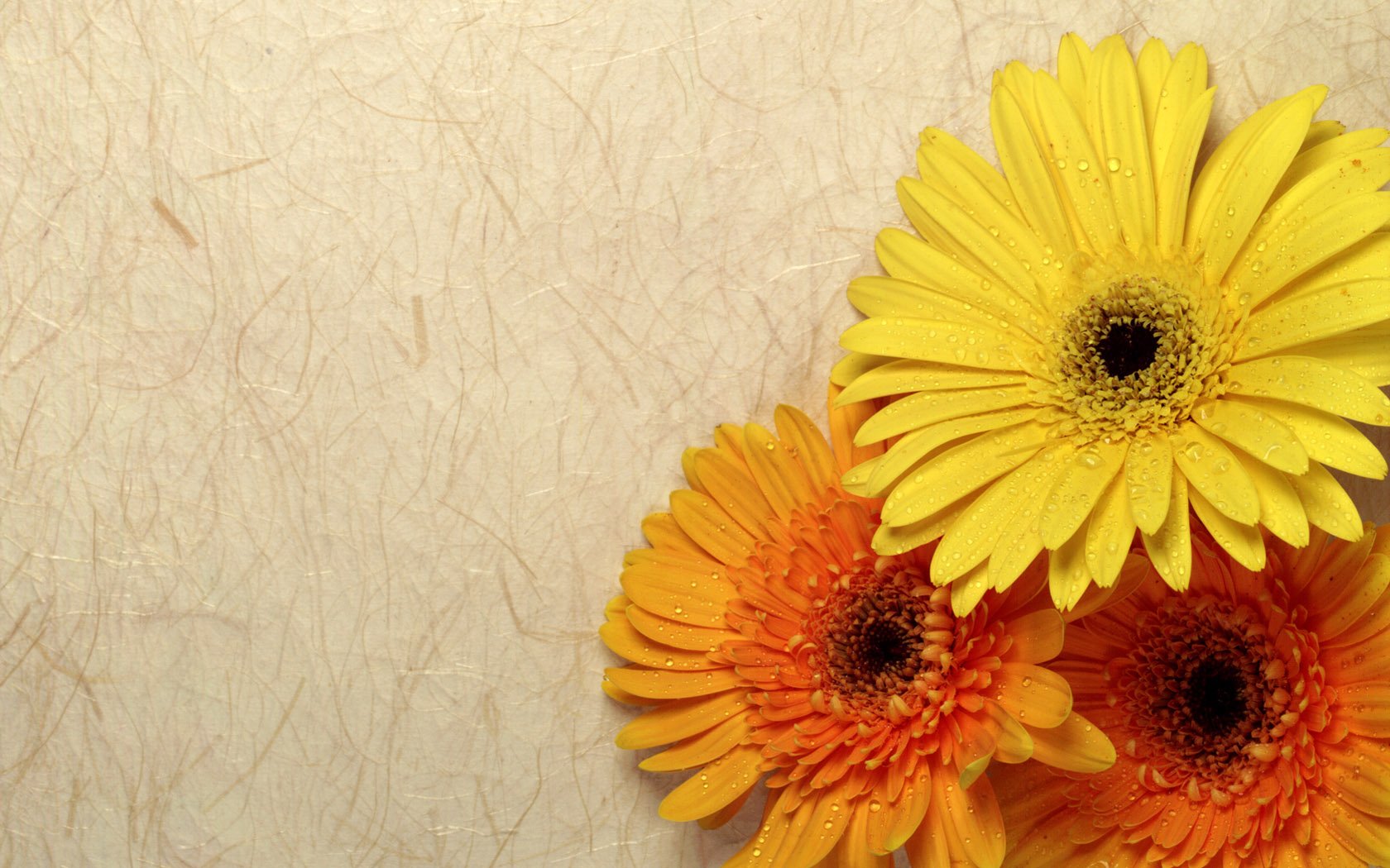 flower, Beautiful, Nature, Plant, Flowers, Red, Yellow, White, Pink ...