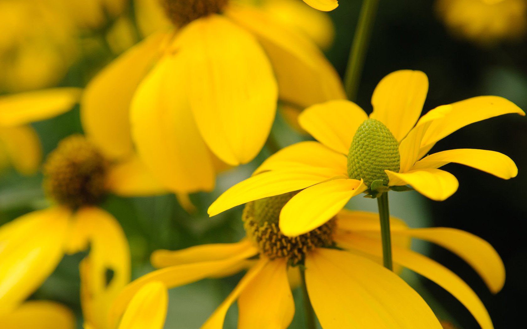 flower, Beautiful, Nature, Plant, Flowers, Red, Yellow, White, Pink ...
