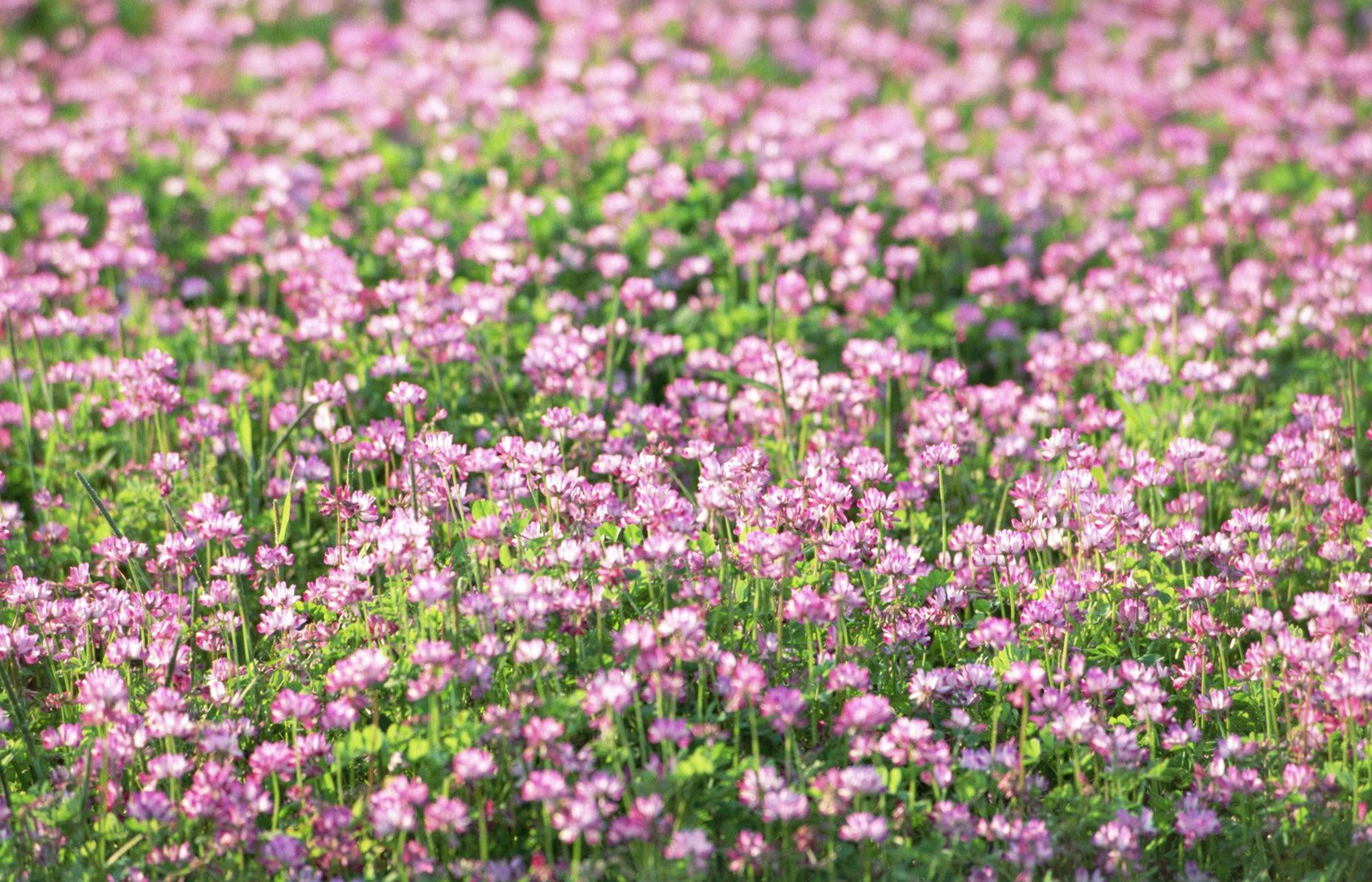 flower, Beautiful, Nature, Plant, Flowers, Red, Yellow, White, Pink ...