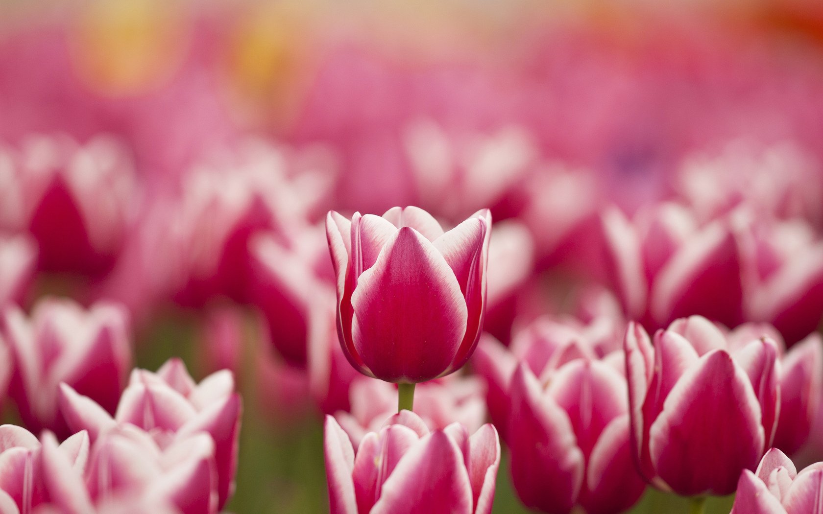 flower, Beautiful, Nature, Plant, Flowers, Red, Yellow, White, Pink ...