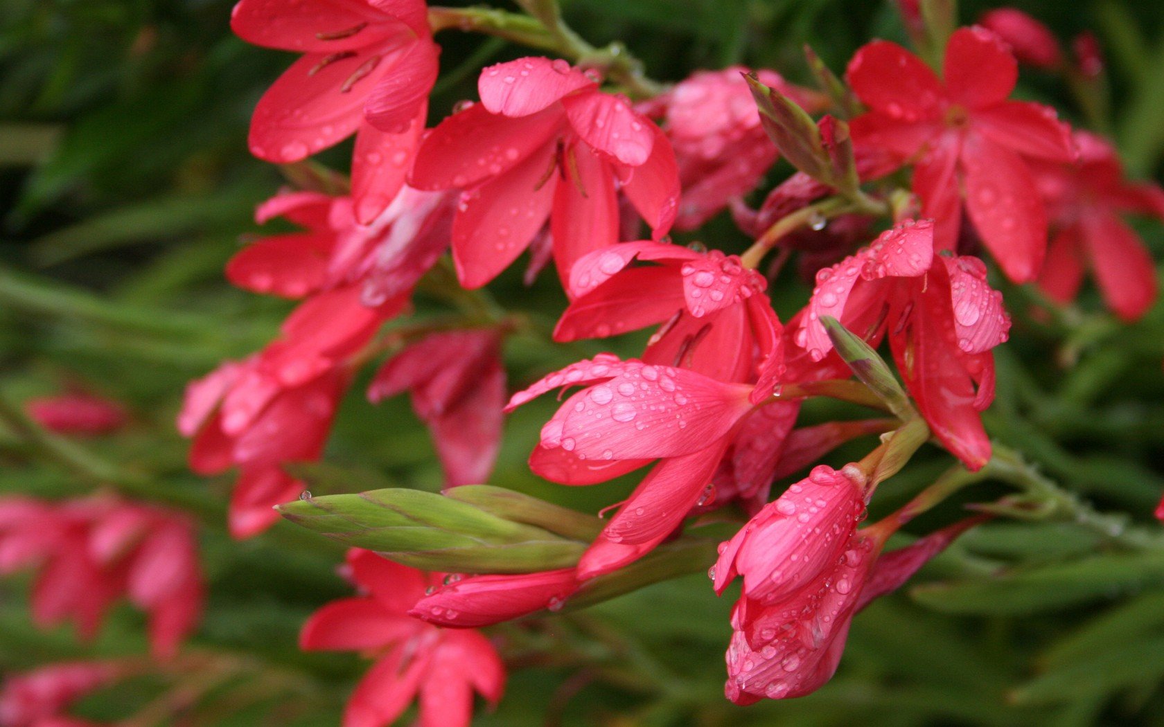 flower, Beautiful, Nature, Plant, Flowers, Red, Yellow, White, Pink ...