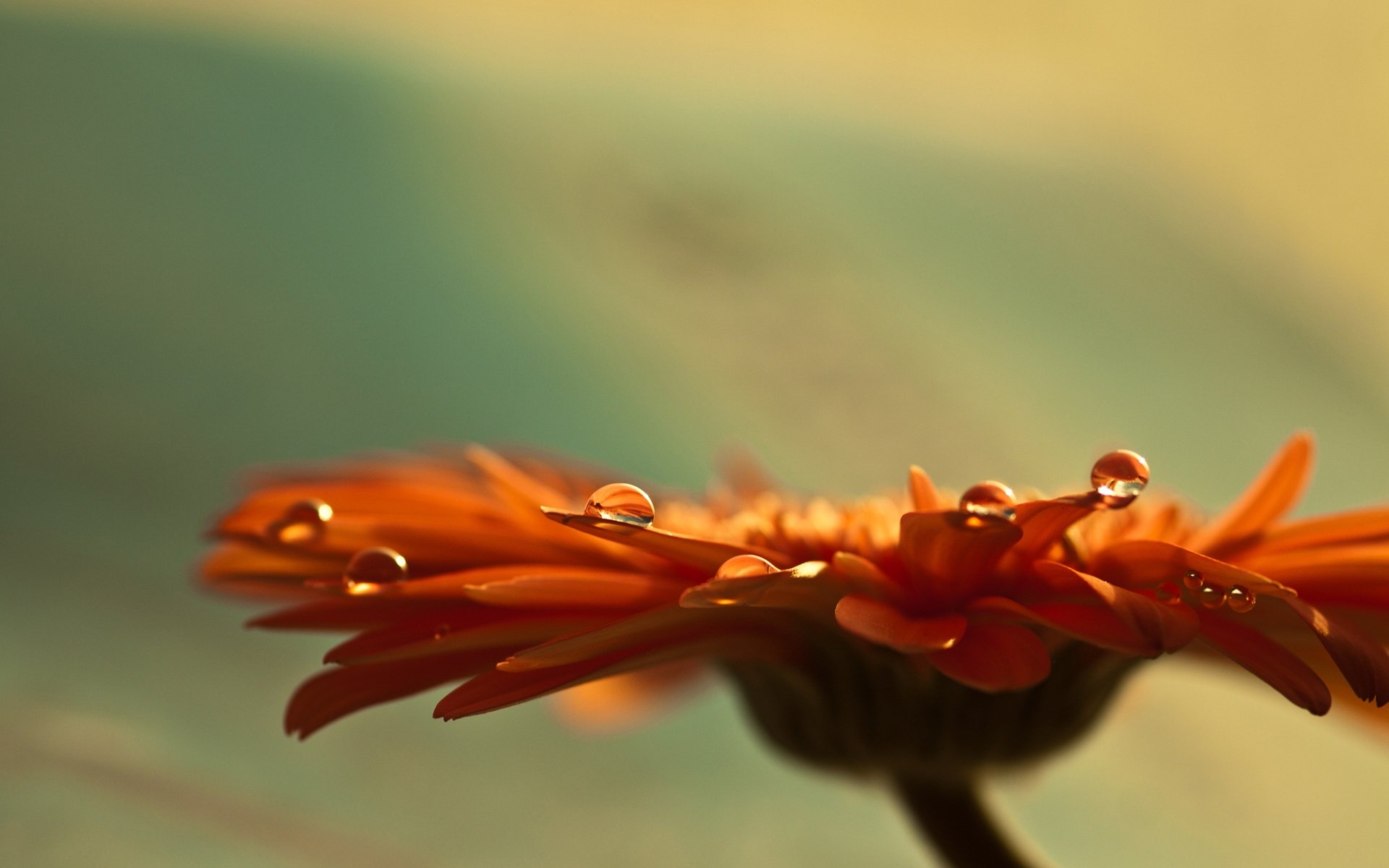 flower, Beautiful, Nature, Plant, Flowers, Red, Yellow, White, Pink ...