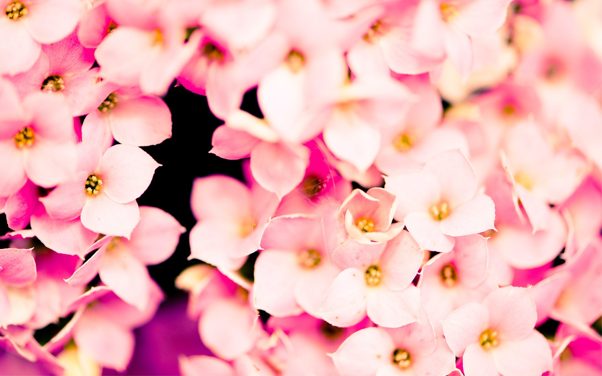 flower, Beautiful, Nature, Plant, Flowers, Red, Yellow, White, Pink ...