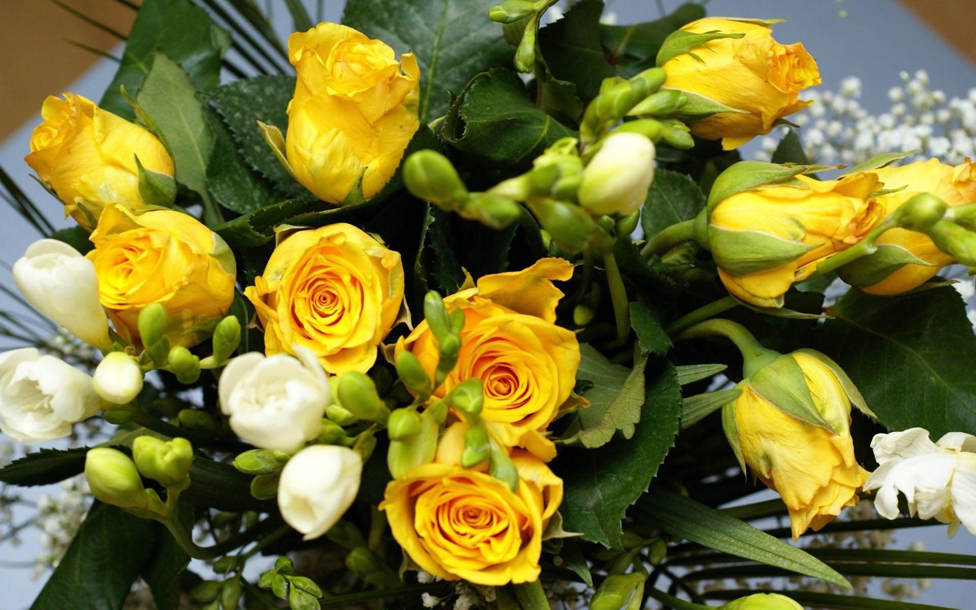 flower, Beautiful, Nature, Plant, Flowers, Red, Yellow, White, Pink ...
