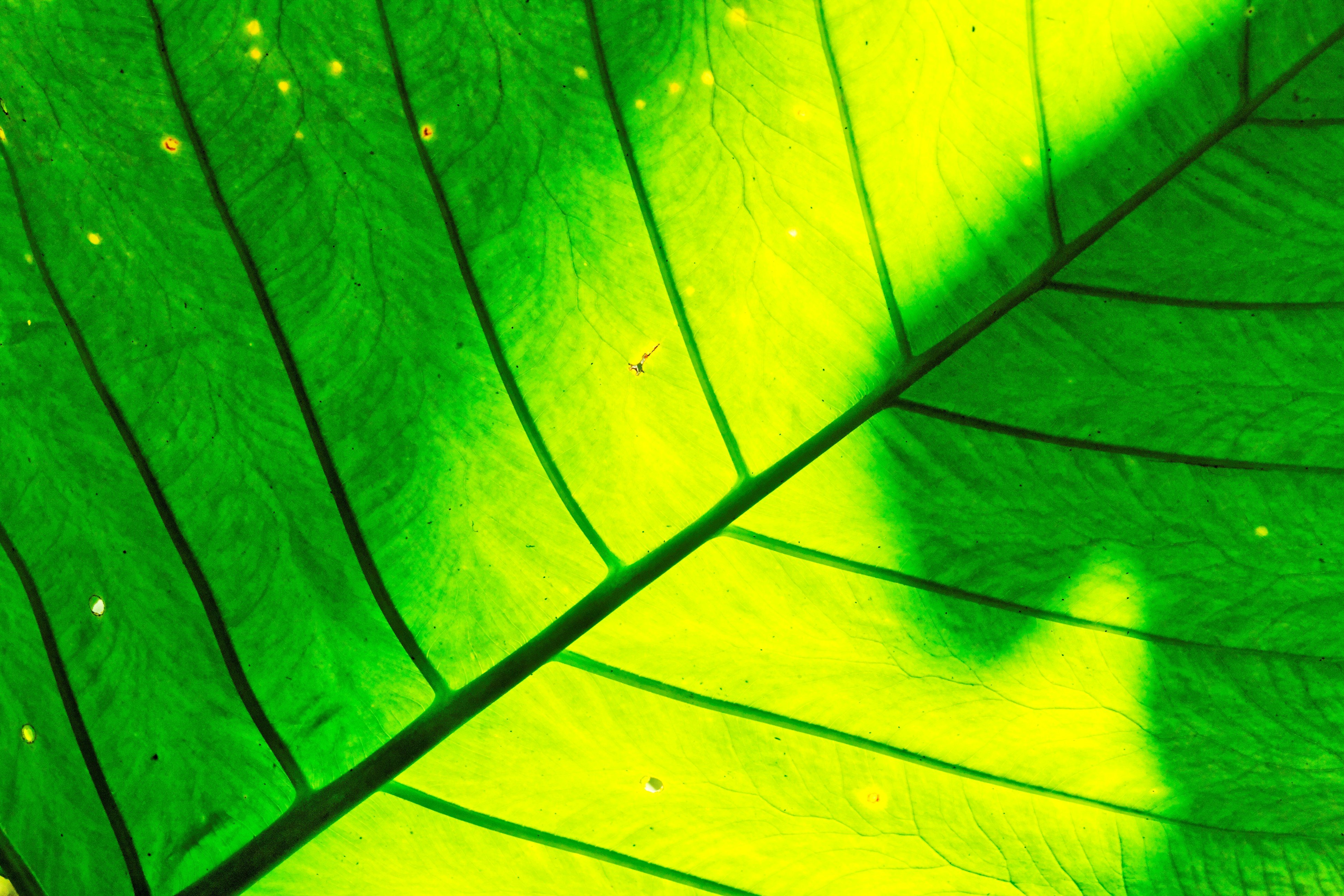 art, Colors, Creation, Digital, Materiaux, Nature, Texture, Webmaster ...