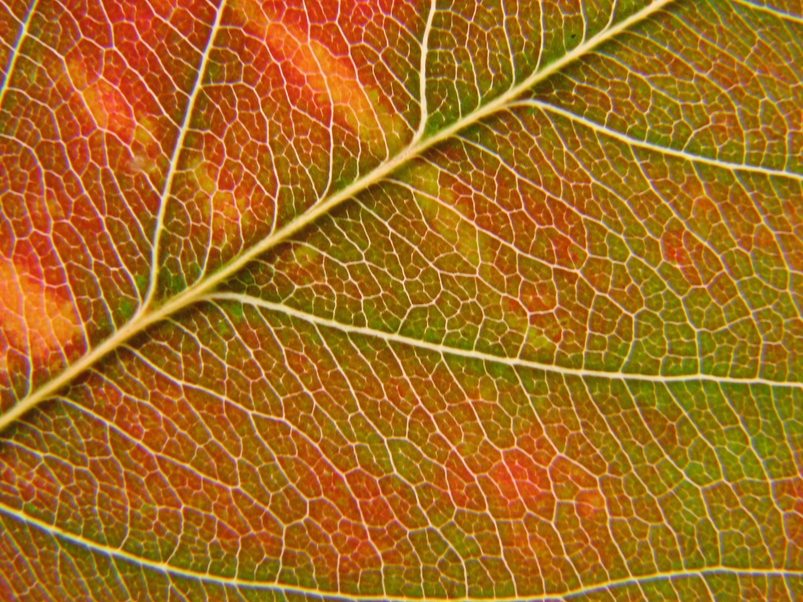 art, Colors, Creation, Digital, Materiaux, Nature, Texture, Webmaster ...