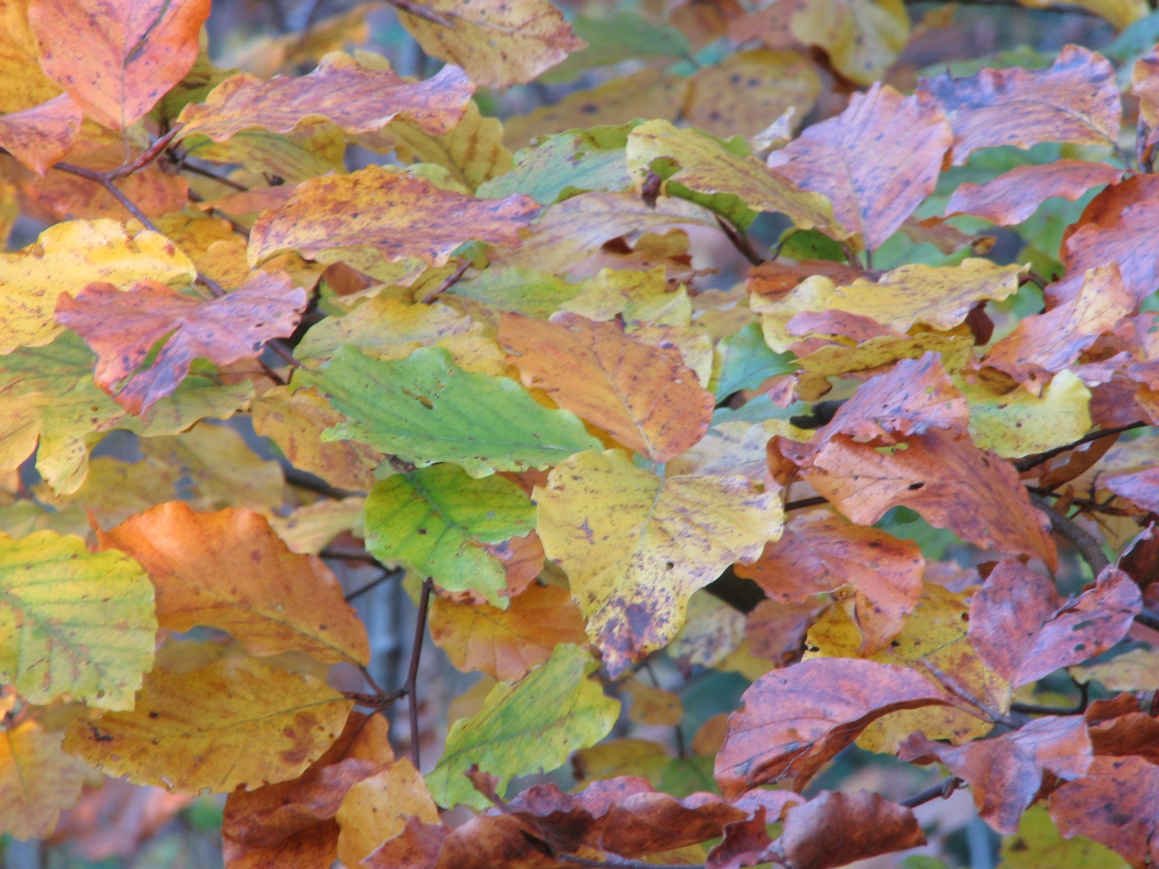 art, Colors, Creation, Digital, Materiaux, Nature, Texture, Webmaster ...