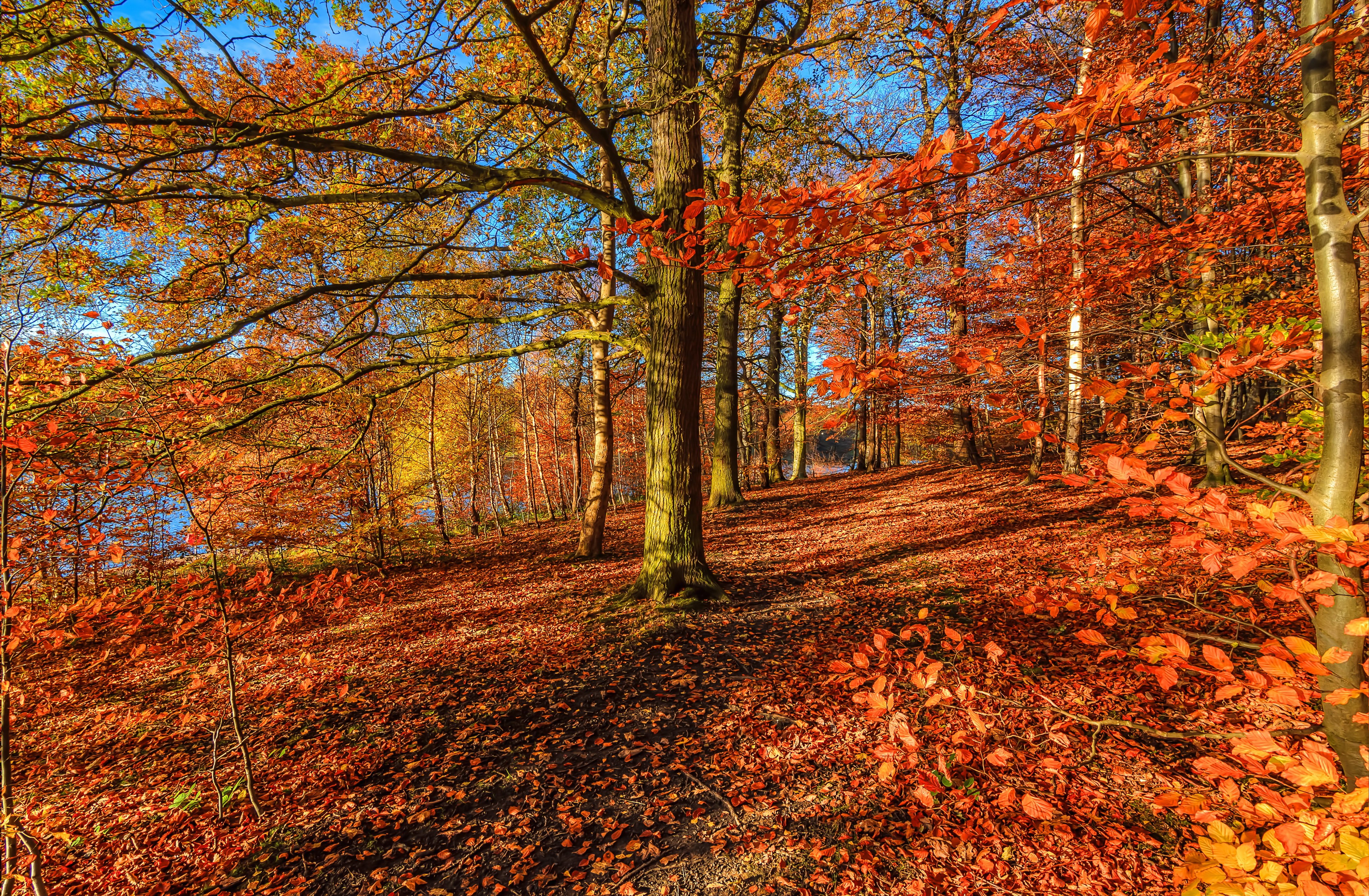 seasons, Autumn, Trees, Foliage, Nature Wallpapers HD / Desktop and ...