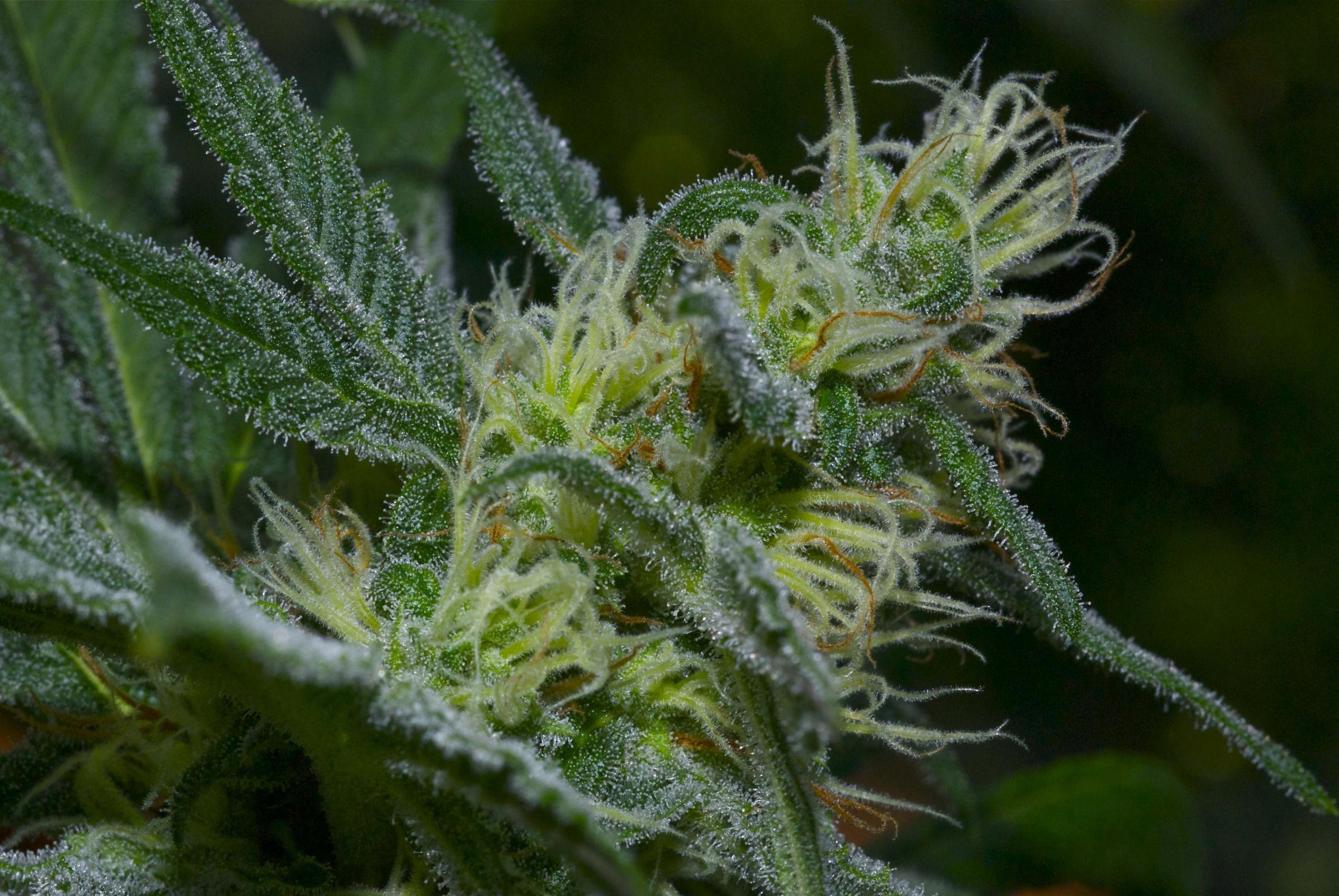 Marijuana 420 Weed Mary Jane Drugs Wallpapers HD Desktop And