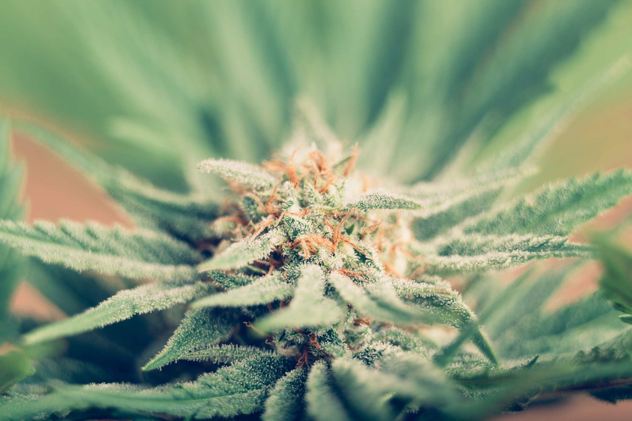 Marijuana 420 Weed Mary Jane Drugs Wallpapers HD Desktop And