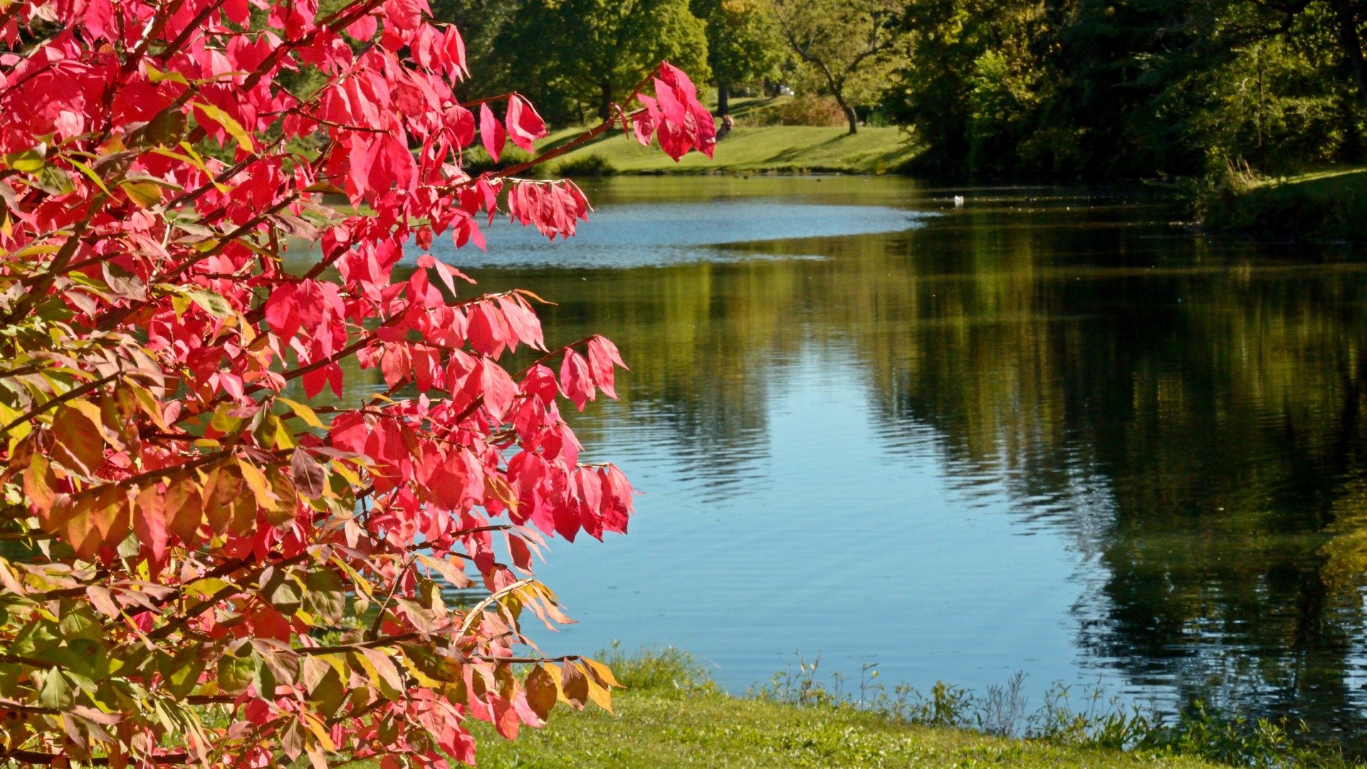 lake, Tree Wallpapers HD / Desktop and Mobile Backgrounds