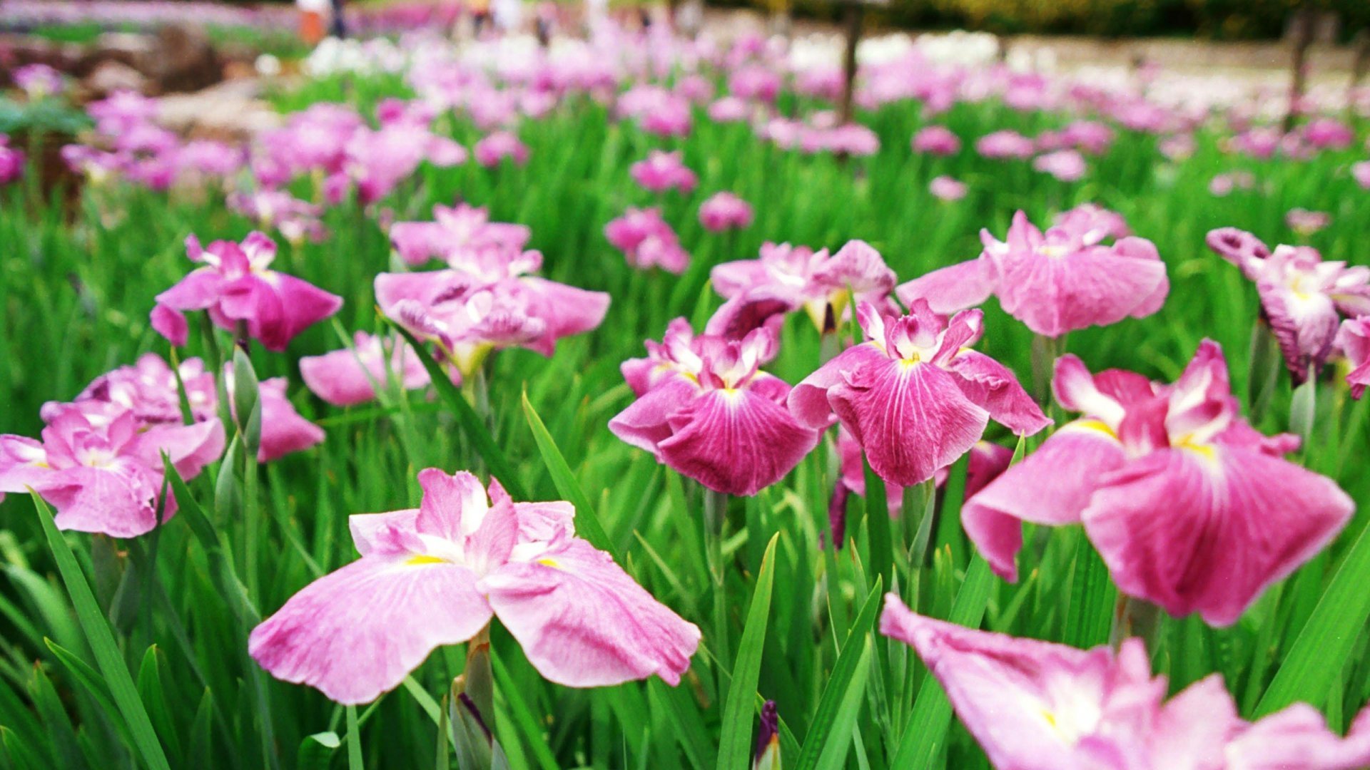 529226 Wallpapers HD / Desktop and Mobile Backgrounds