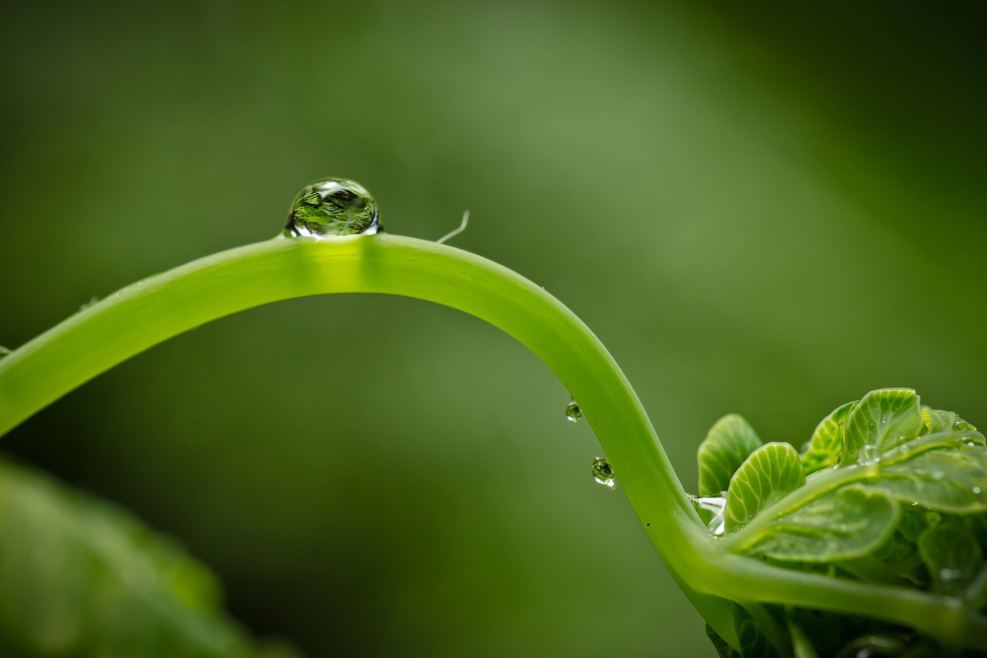 macro, Drop, Plant, Green Wallpapers HD / Desktop and Mobile Backgrounds