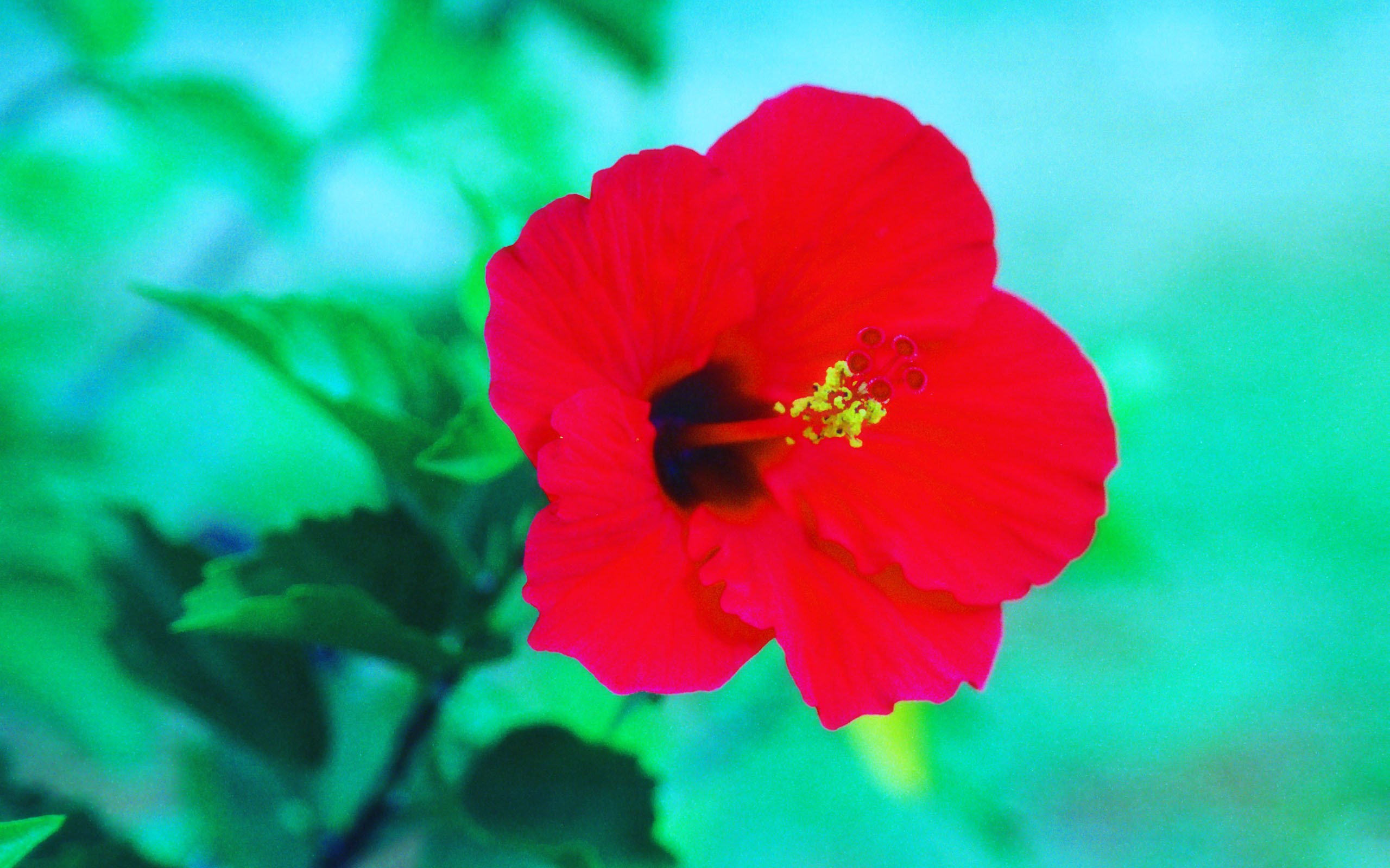 nature, Trees, Flowers, Forest Wallpapers HD / Desktop and Mobile ...