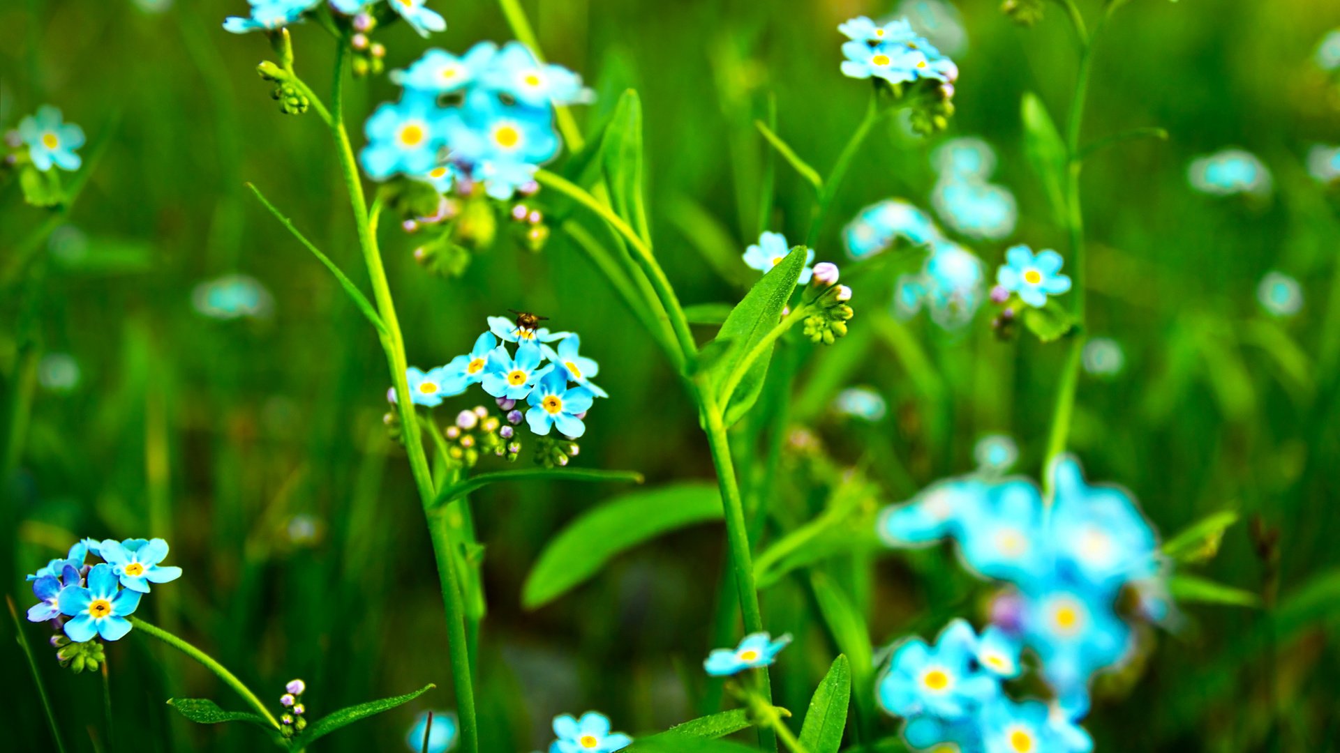 flower, Nature, Plant, Beautiful, Colorful, Flowers Wallpapers HD ...