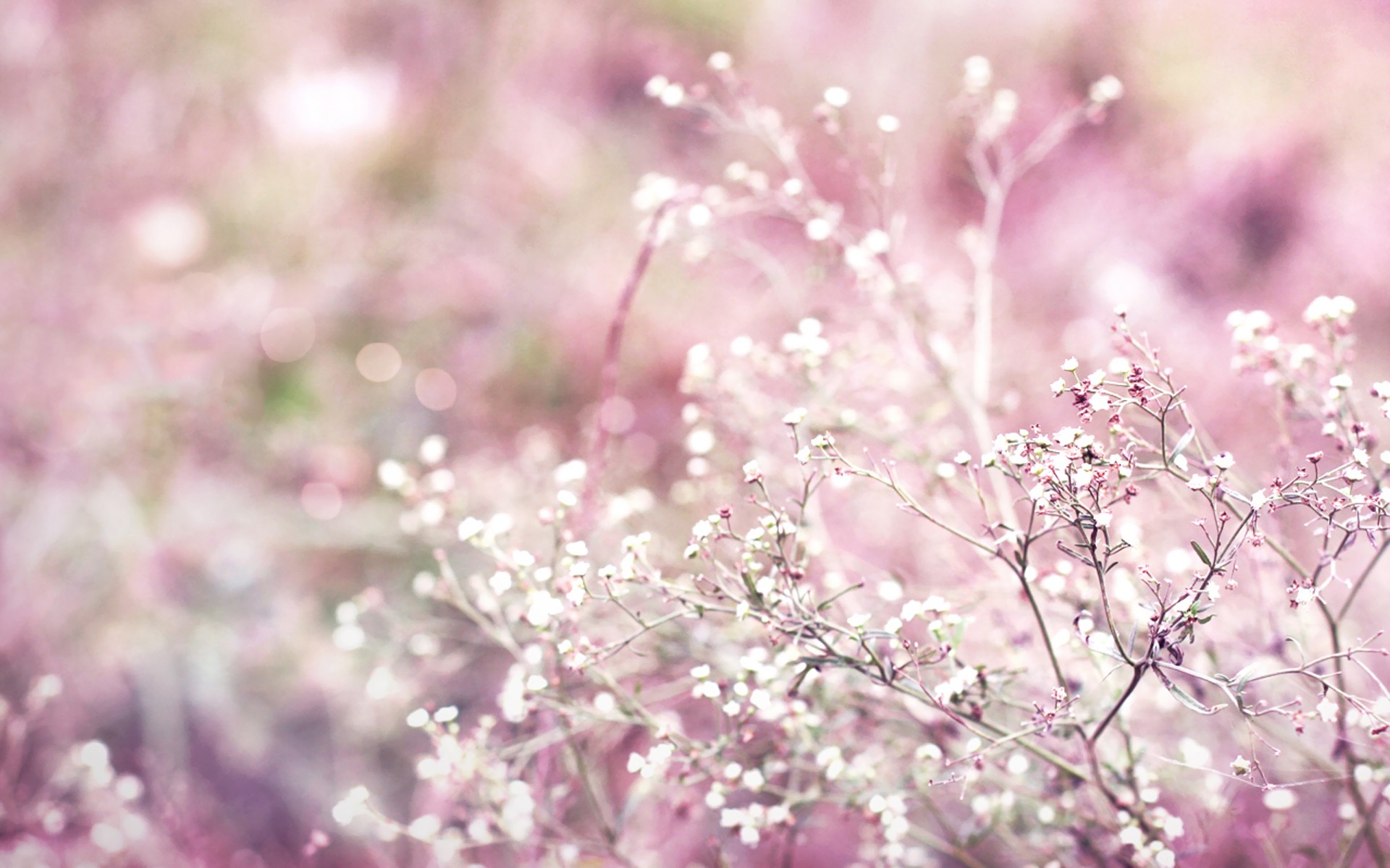 plants Wallpapers HD / Desktop and Mobile Backgrounds