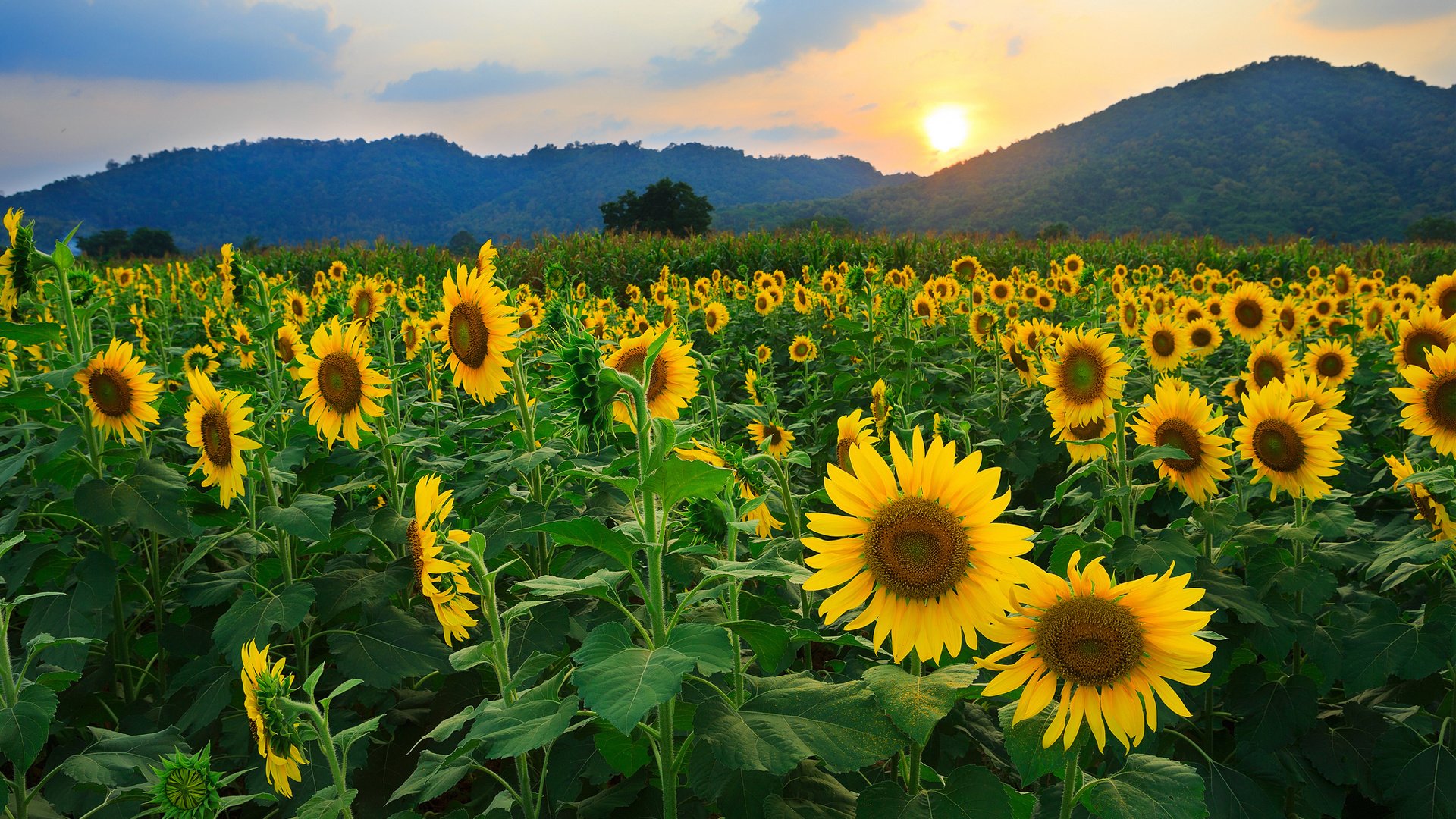 flower, Nature, Plant, Beautiful, Colorful, Flowers Wallpapers HD ...