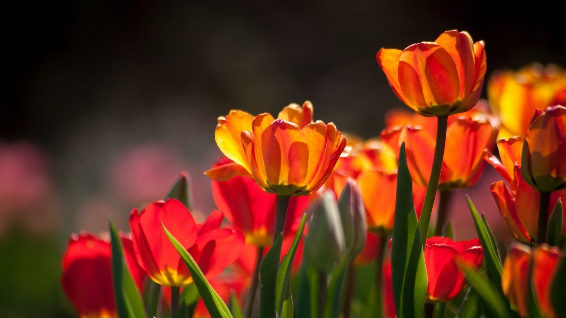 flower, Nature, Plant, Beautiful, Colorful, Flowers Wallpapers HD ...